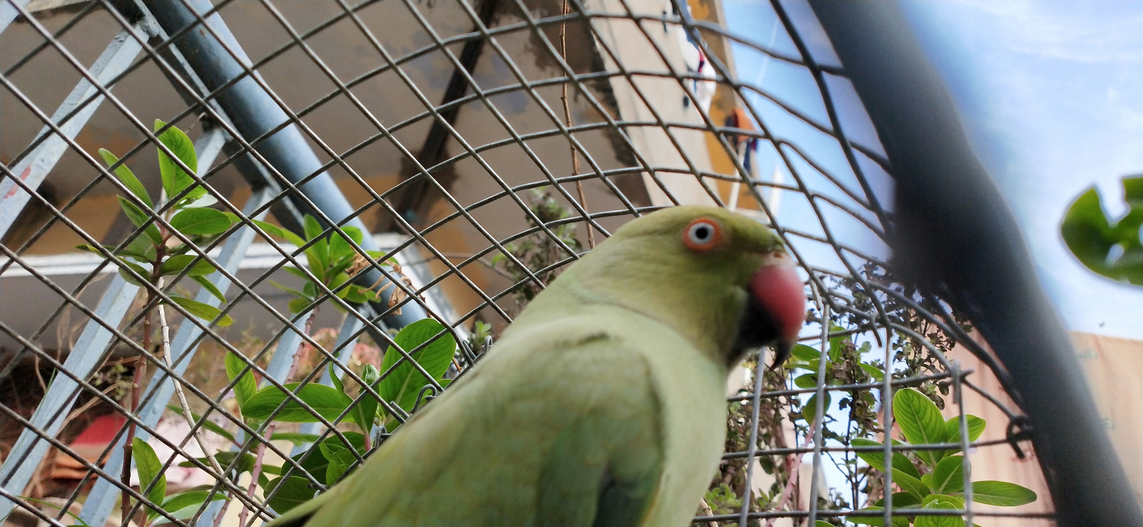 Rose Ringed Parakeet | Parrots | Breed Information | Omlet