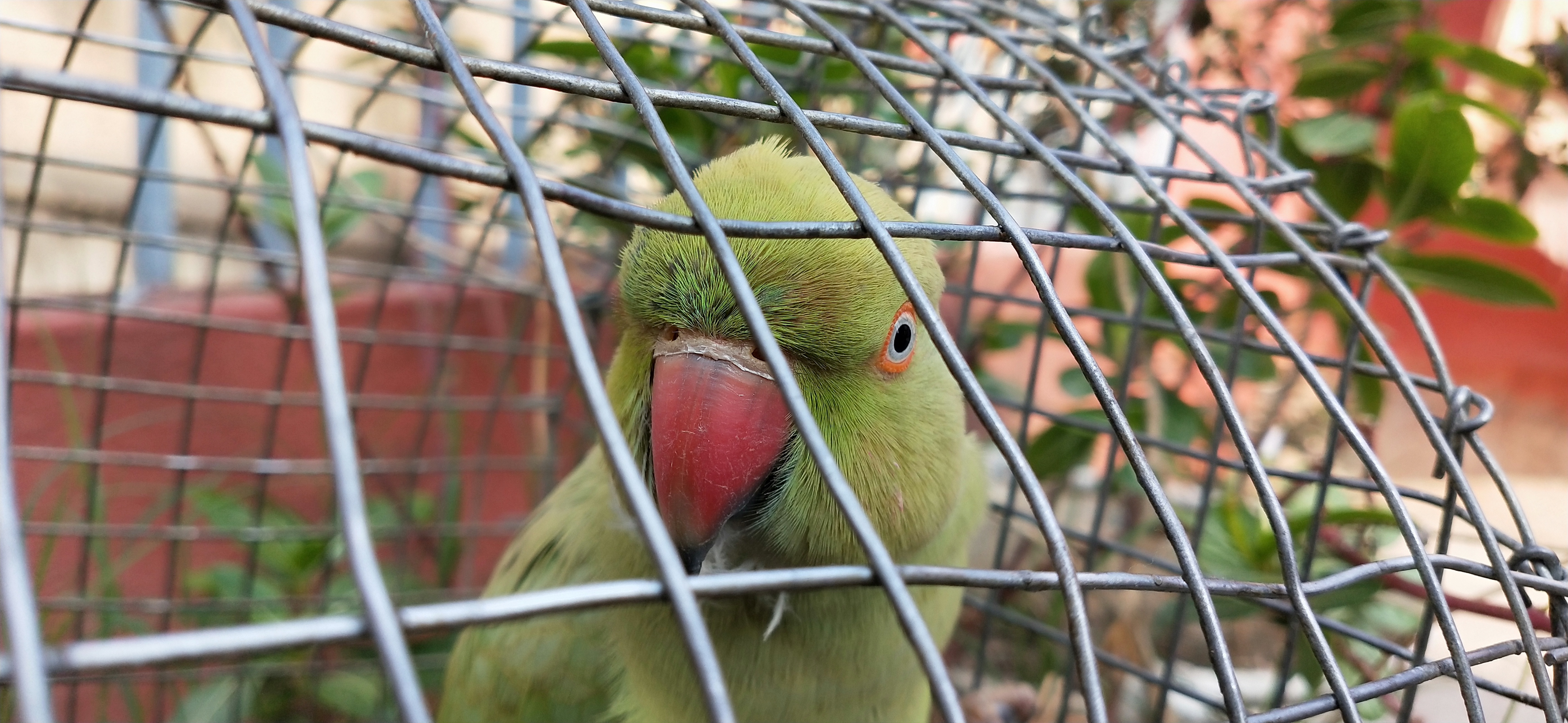 Rose Ringed Parakeet | Parrots | Breed Information | Omlet