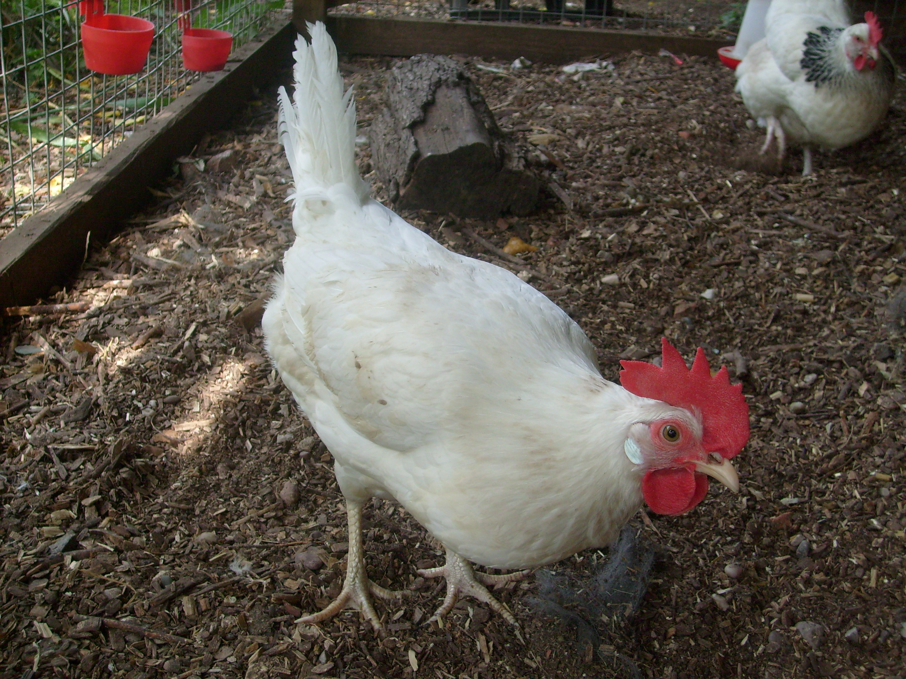 Hybrid For Sale | Chickens | Breed Information | Omlet