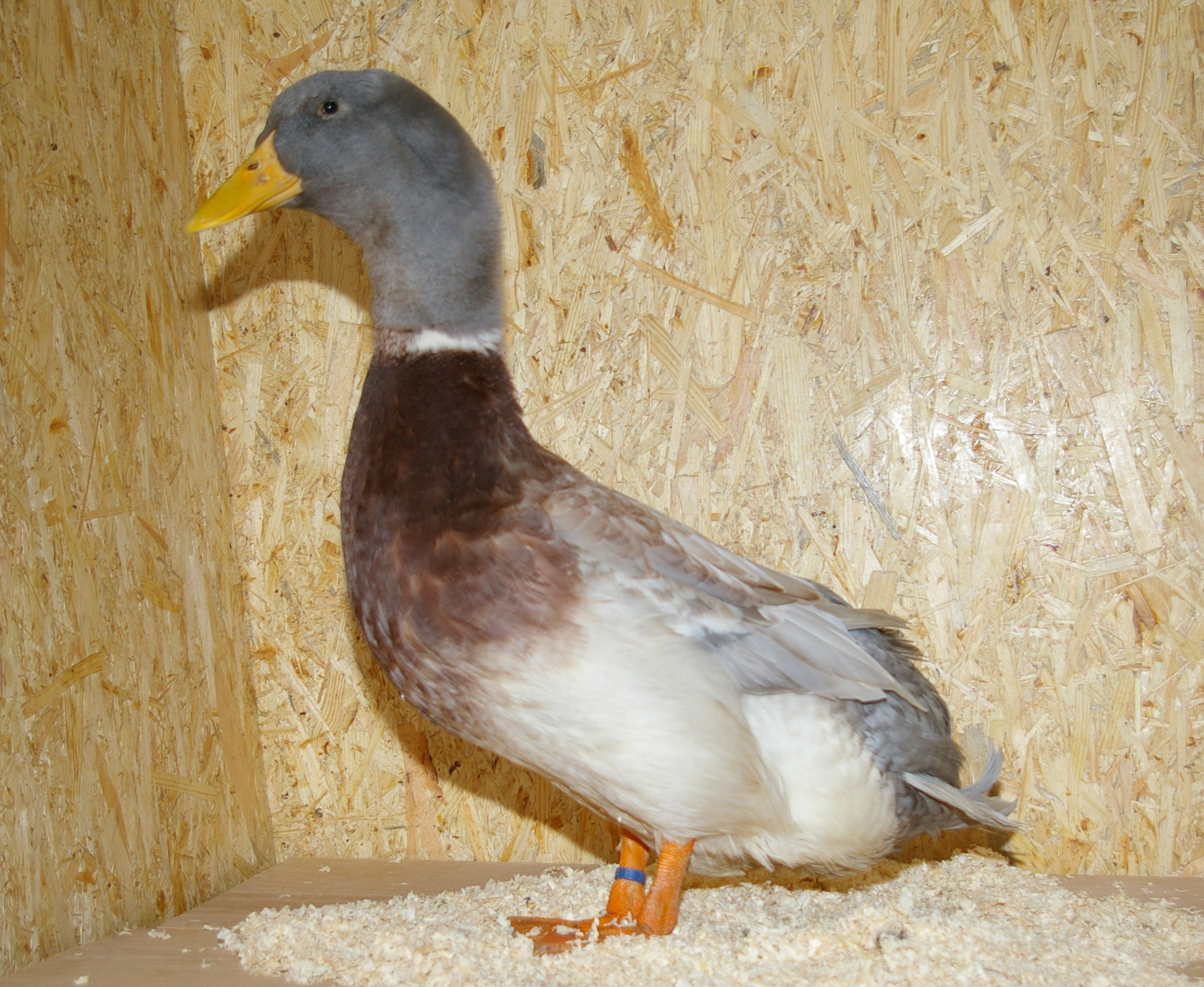 Saxony | Ducks | Breed Information | Omlet