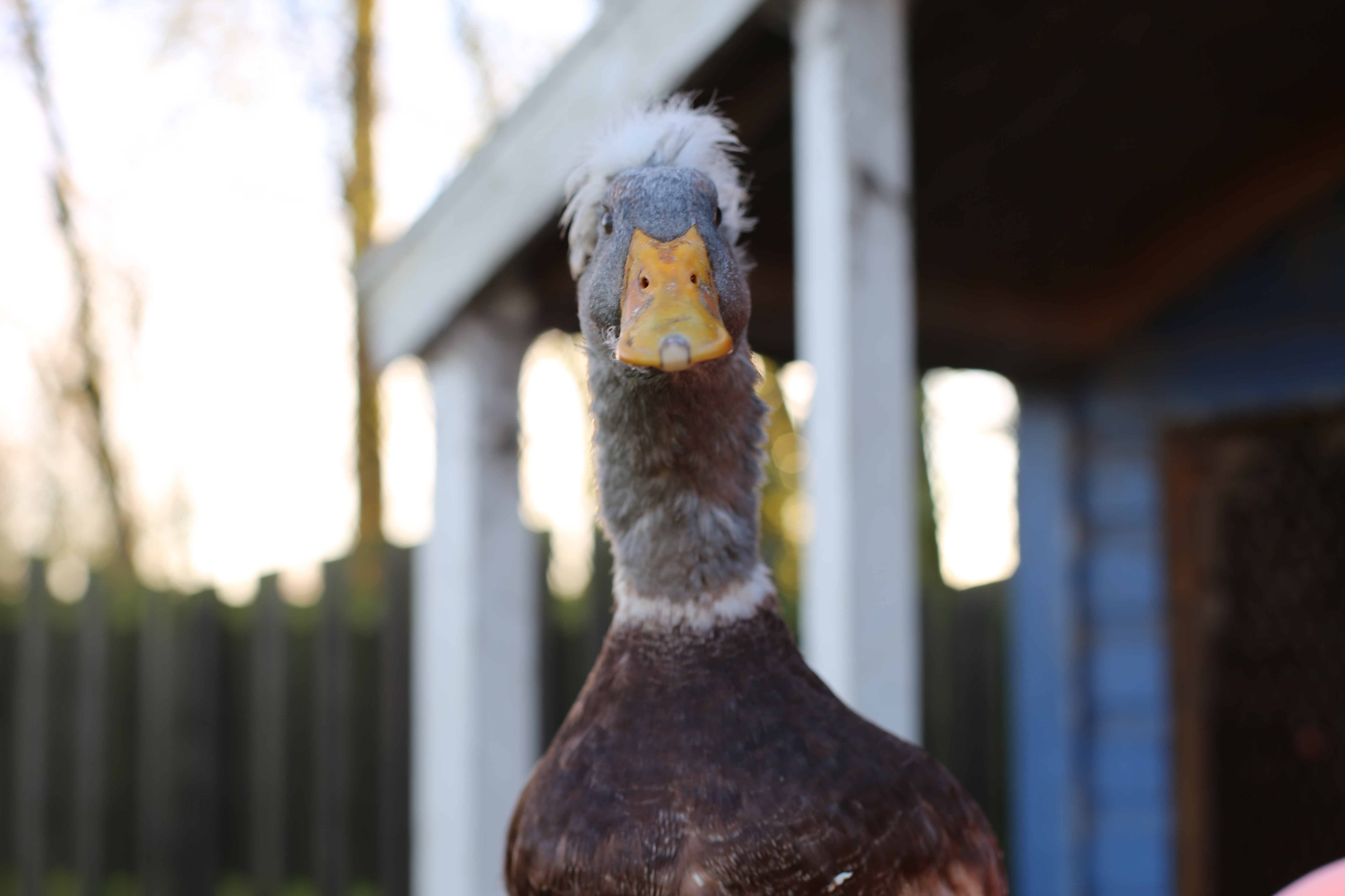 Saxony | Ducks | Breed Information | Omlet