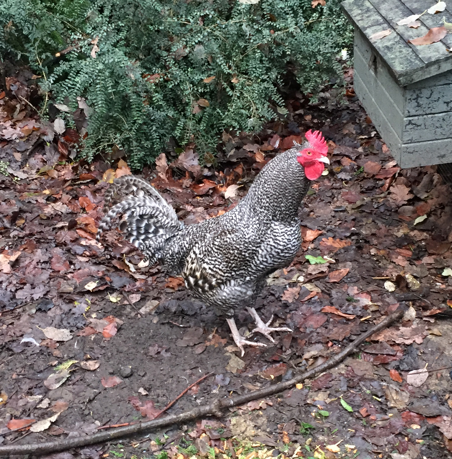 Scots Grey For Sale | Chickens | Breed Information | Omlet
