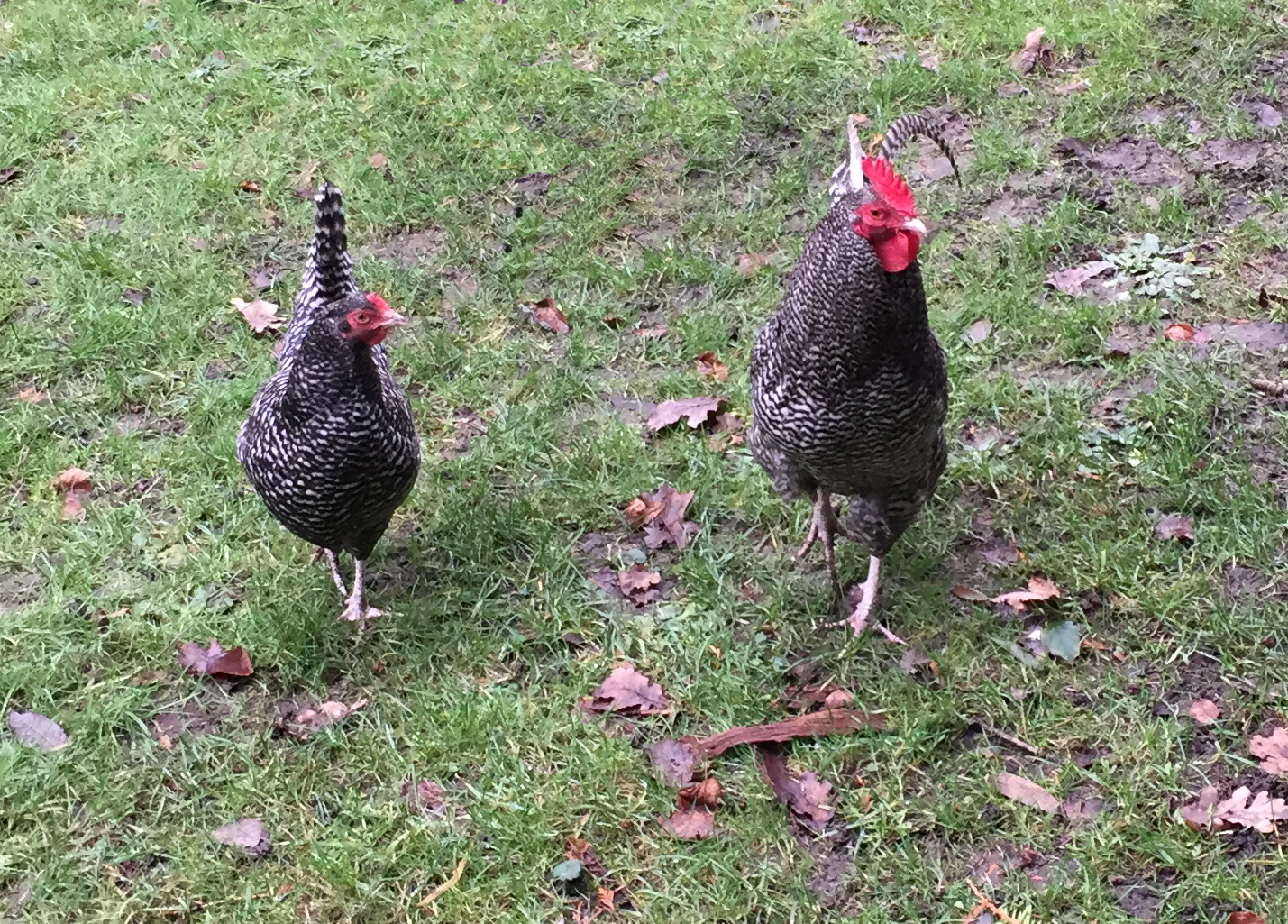 Scots Grey For Sale | Chickens | Breed Information | Omlet