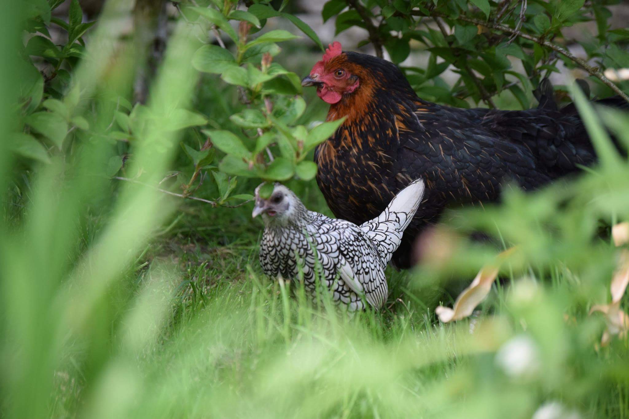 Sebright For Sale | Chickens | Breed Information | Omlet