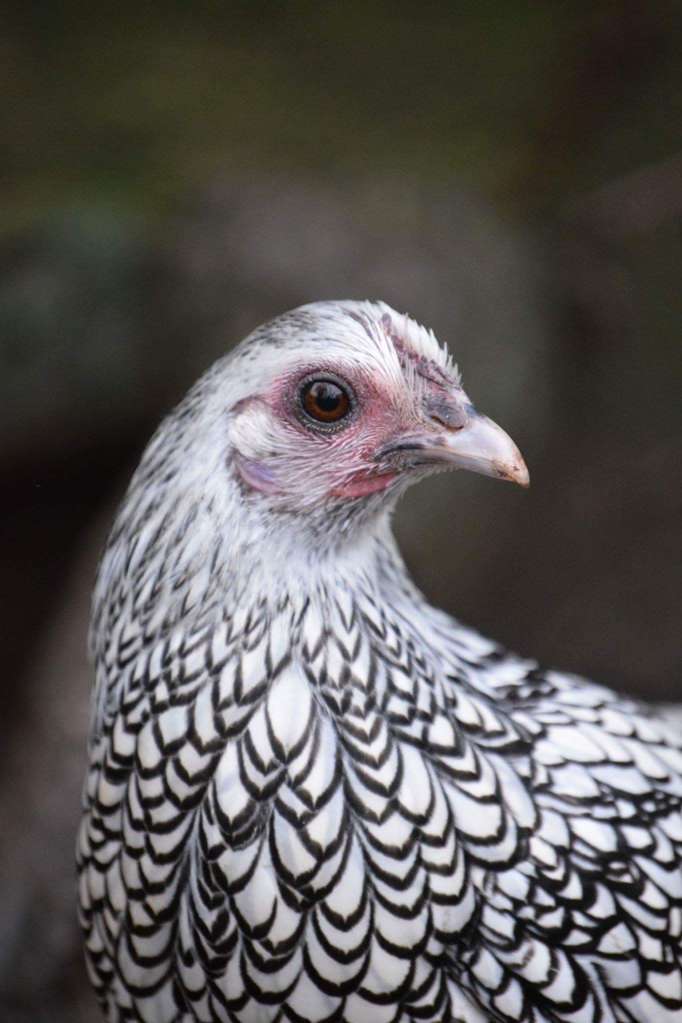 Sebright For Sale | Chickens | Breed Information | Omlet