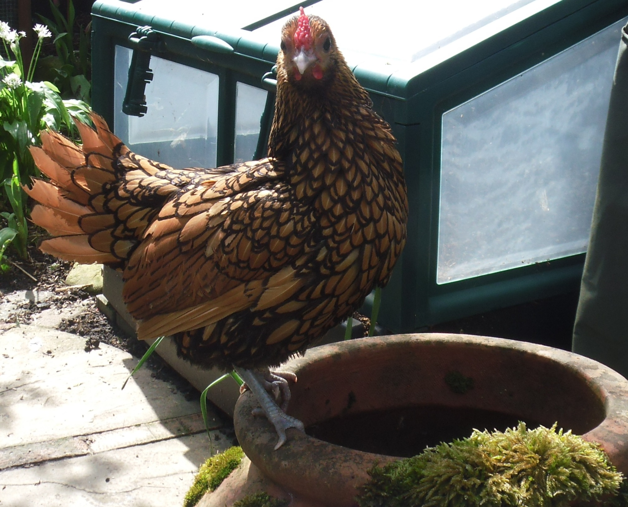 Sebright For Sale | Chickens | Breed Information | Omlet