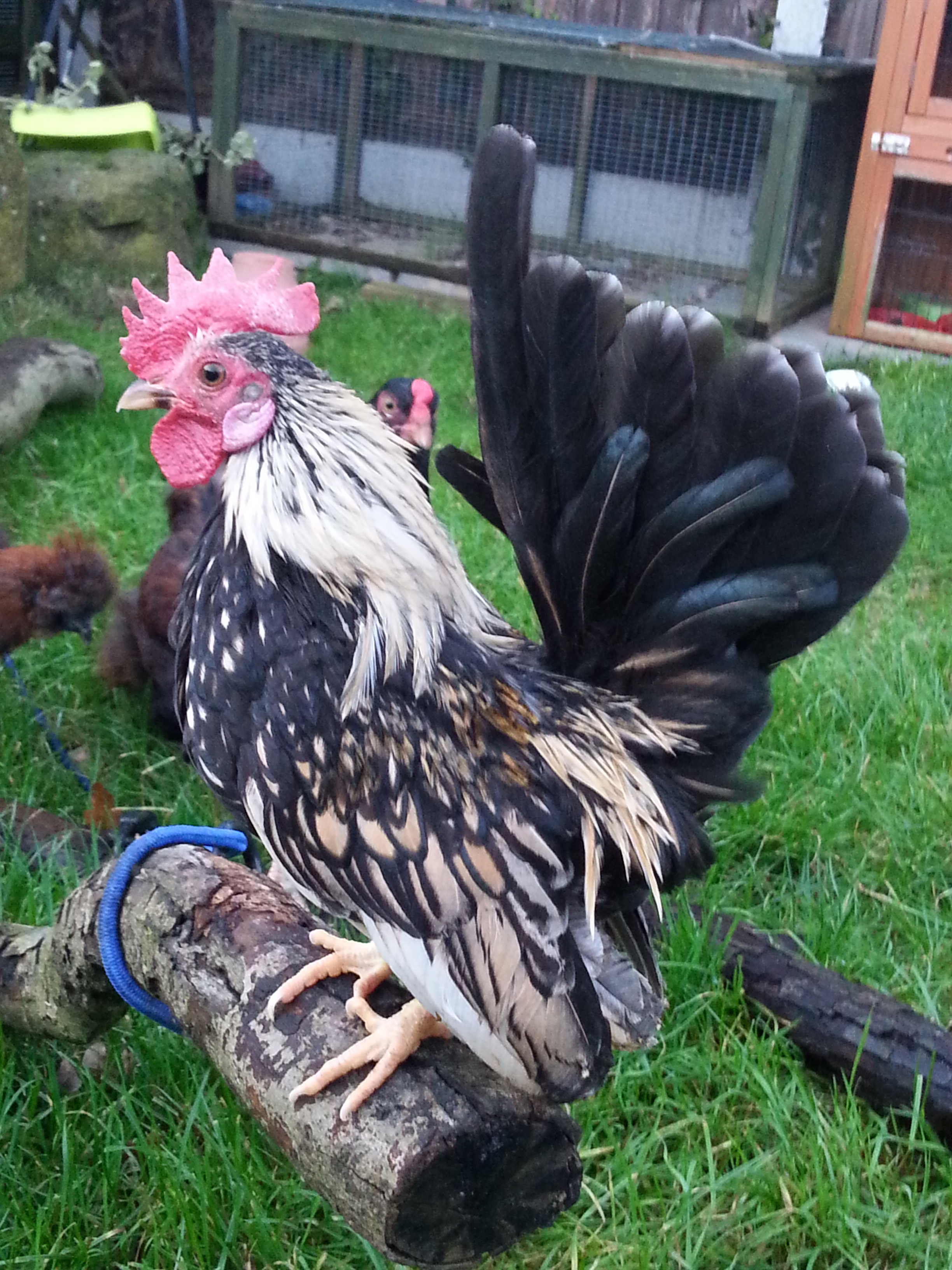Serama For Sale | Chickens | Breed Information | Omlet