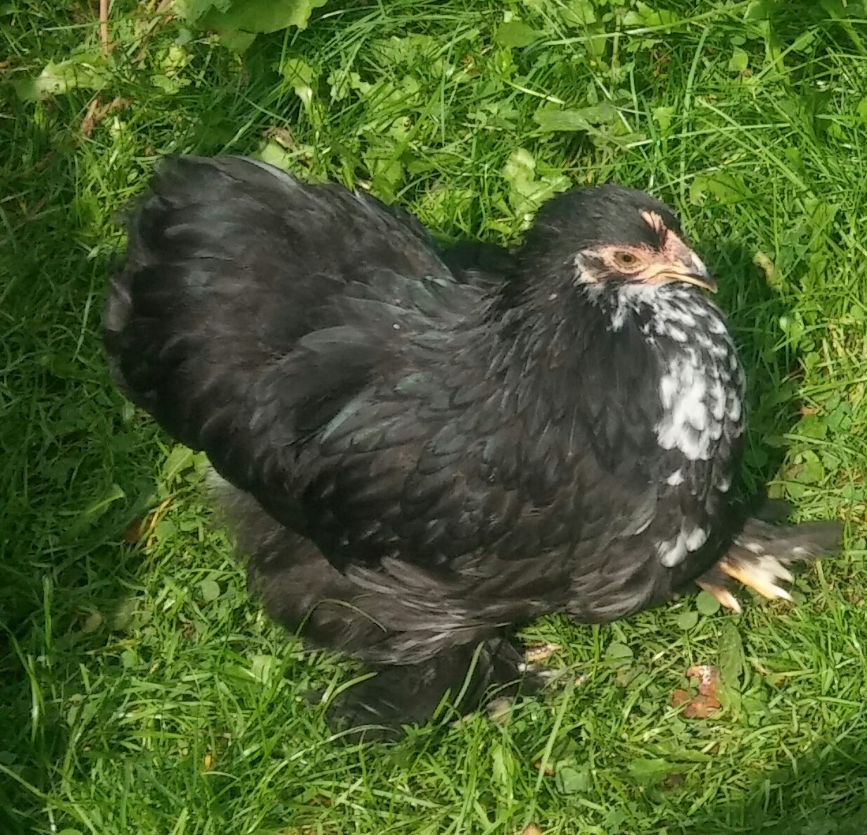 Serama For Sale | Chickens | Breed Information | Omlet