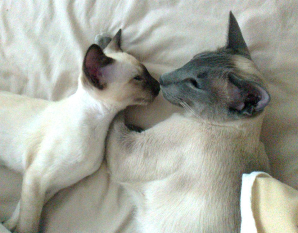 Siamese - Self Pointed | Cats | Breed Information | Omlet