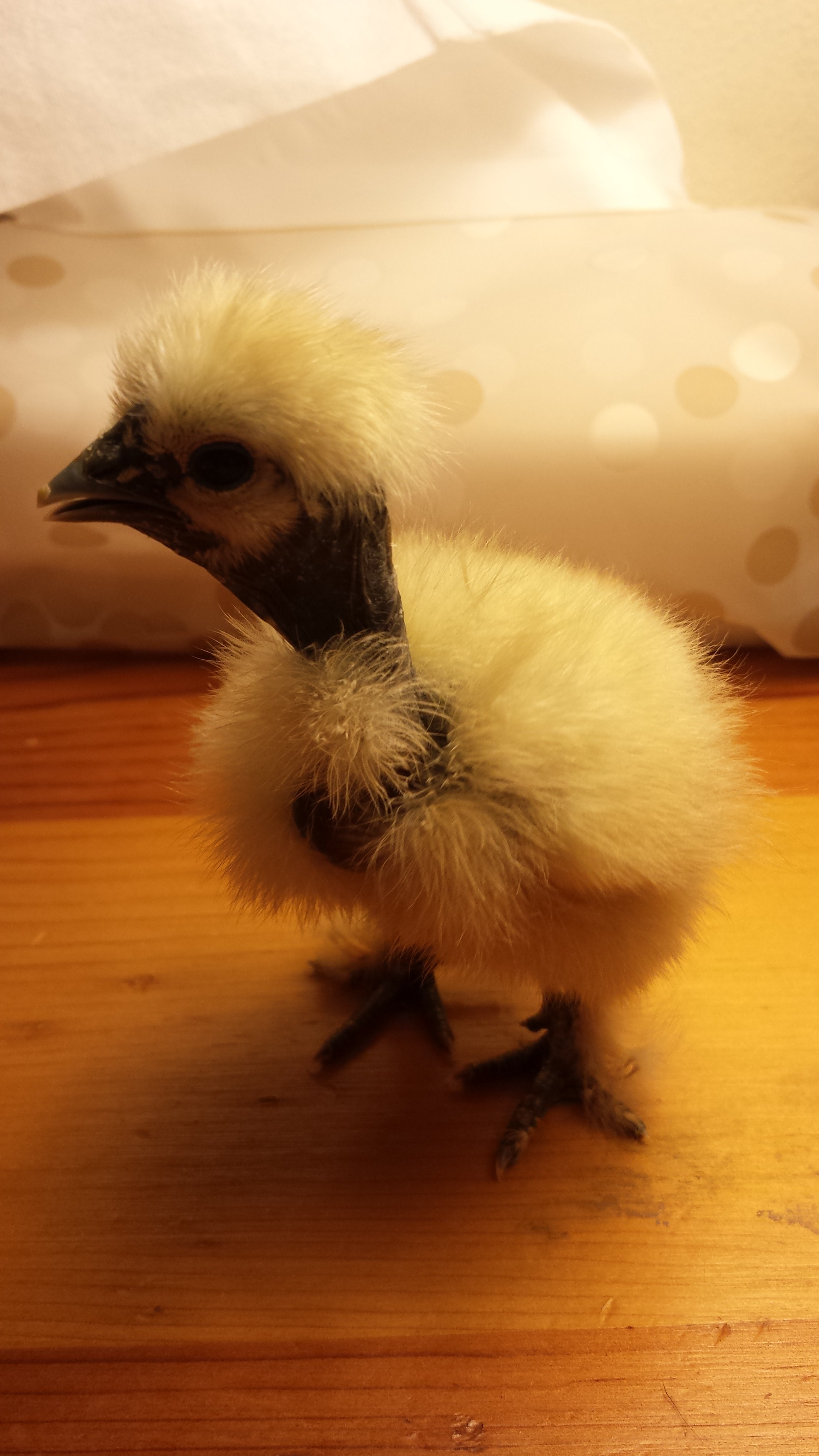 Silkie For Sale | Chickens | Breed Information | Omlet