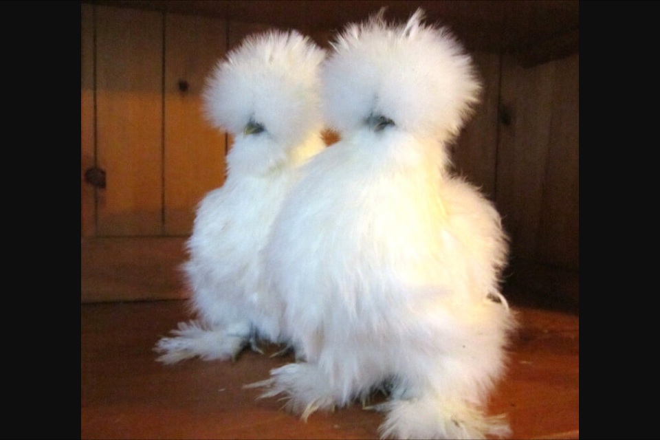 Silkie For Sale | Chickens | Breed Information | Omlet