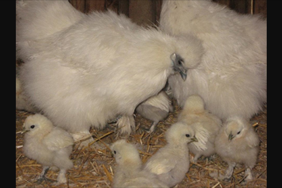Silkie For Sale | Chickens | Breed Information | Omlet