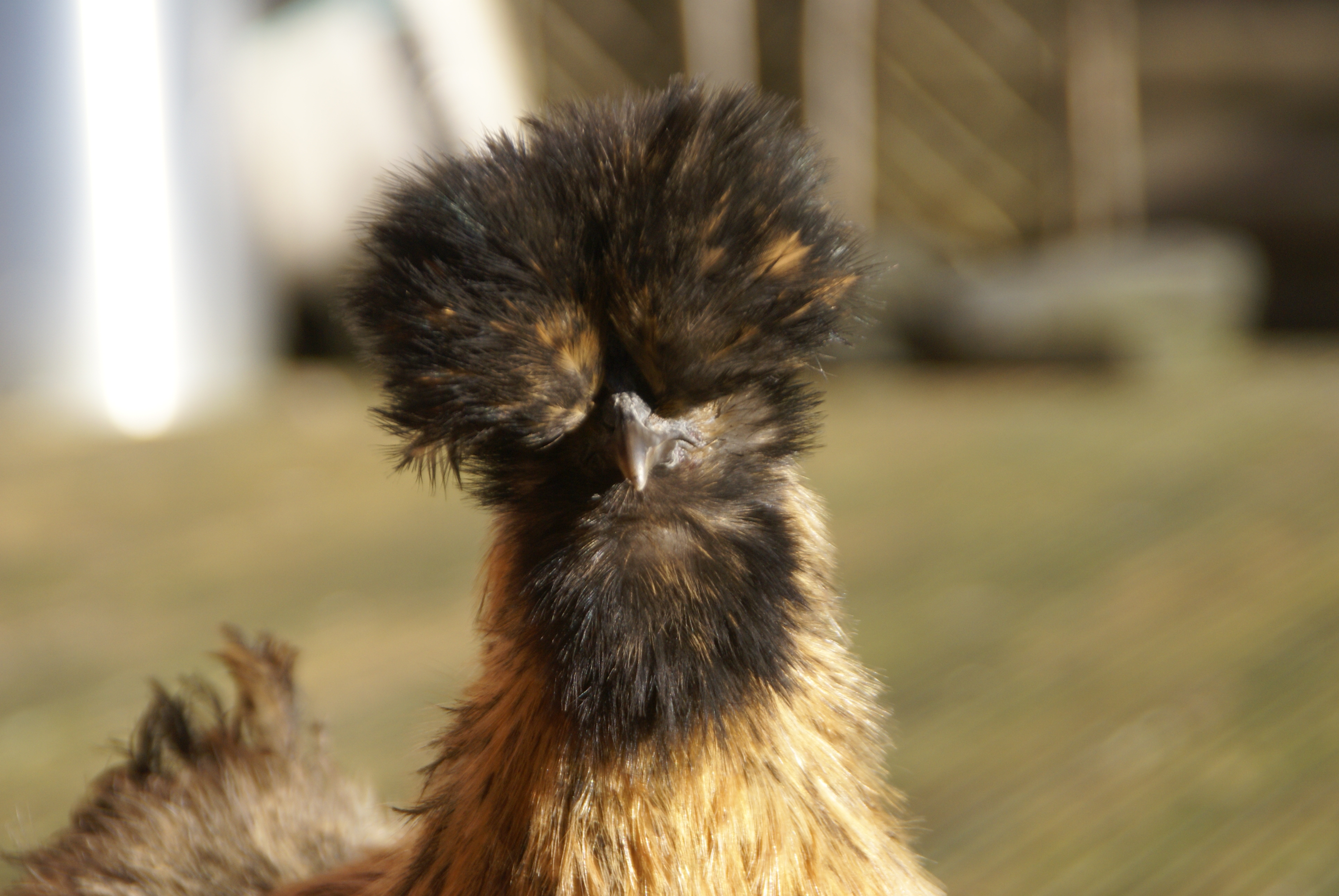Silkie For Sale | Chickens | Breed Information | Omlet