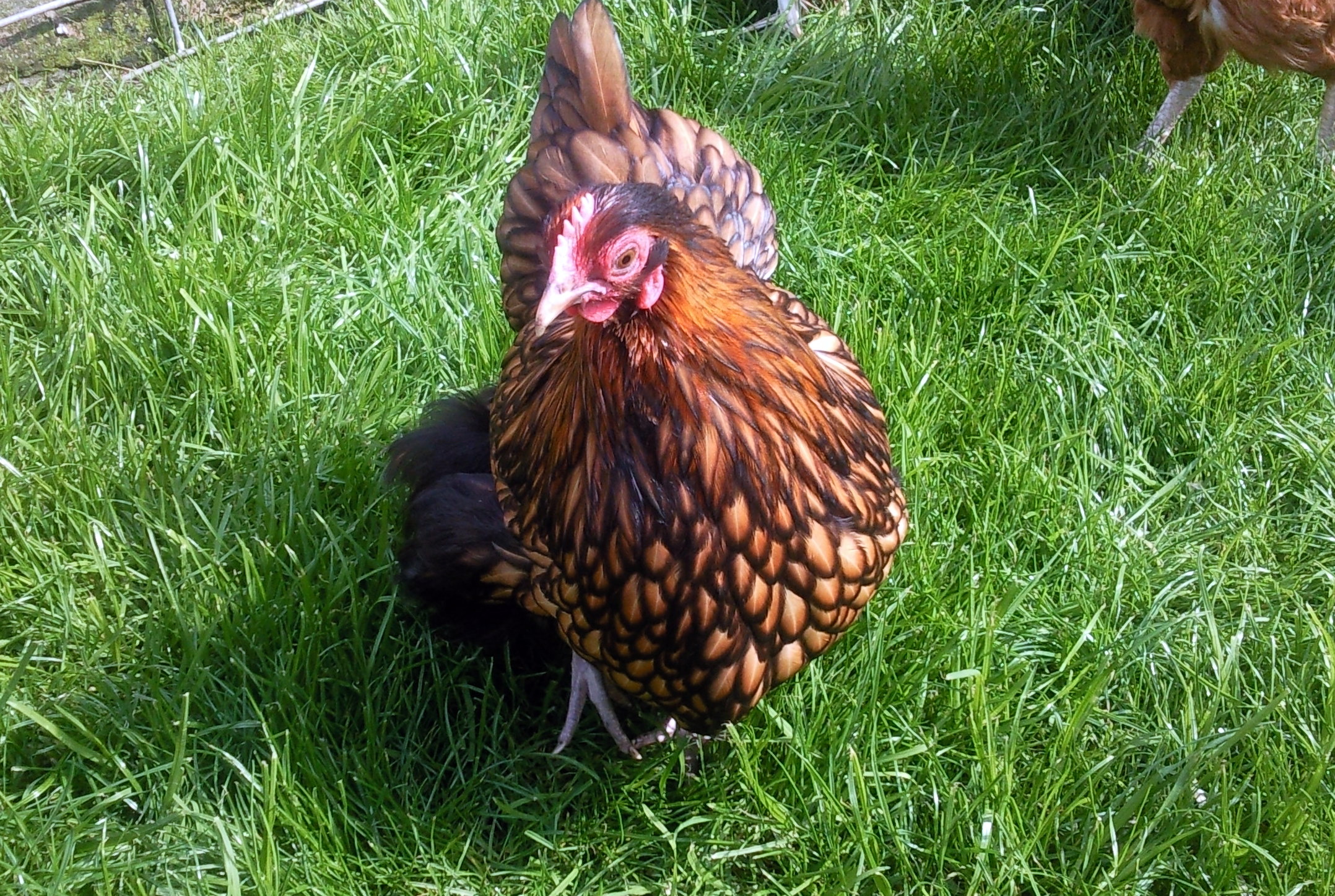 Orpington For Sale | Chickens | Breed Information | Omlet