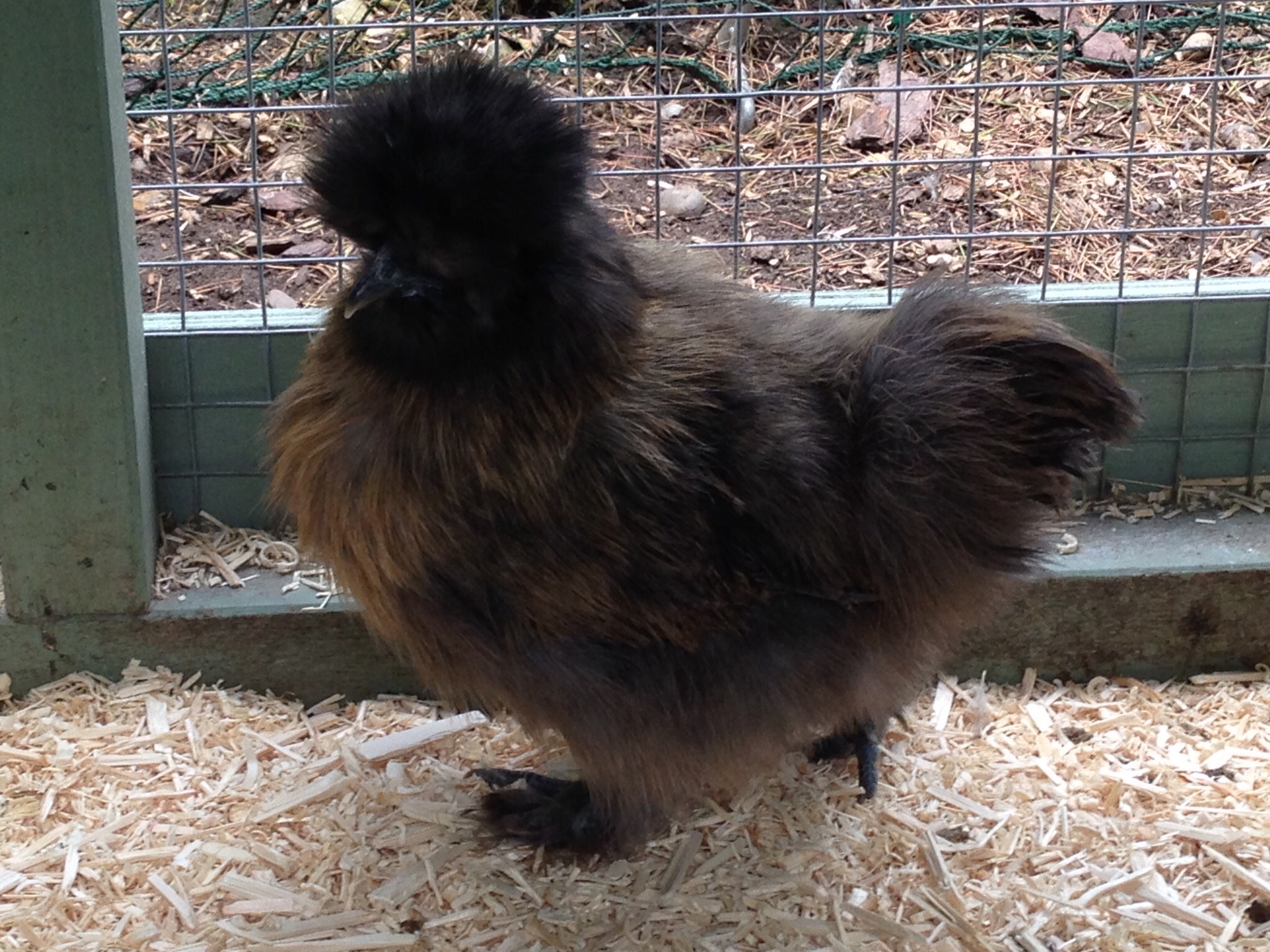 Silkie For Sale | Chickens | Breed Information | Omlet