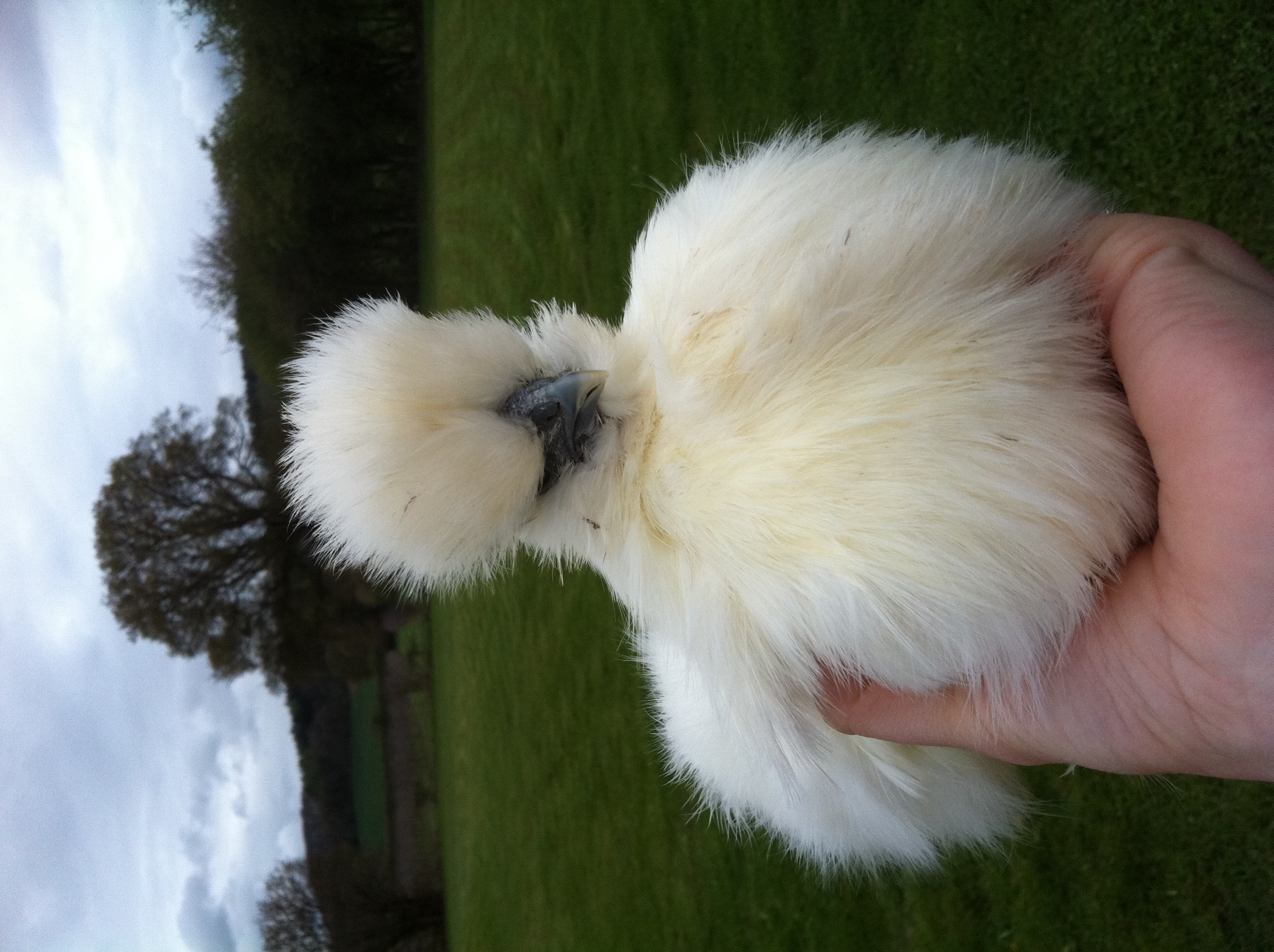 Silkie For Sale | Chickens | Breed Information | Omlet