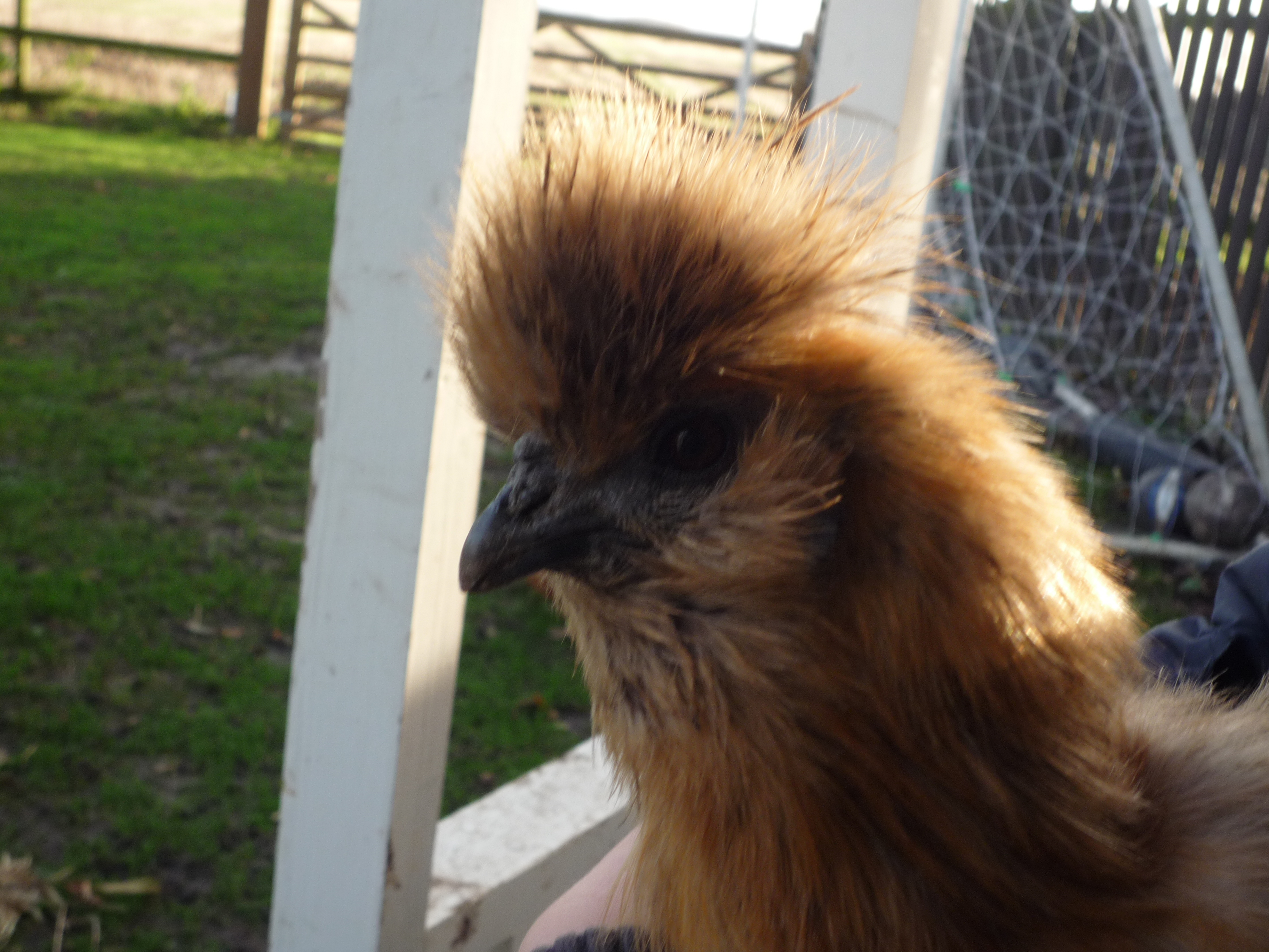 Silkie For Sale | Chickens | Breed Information | Omlet
