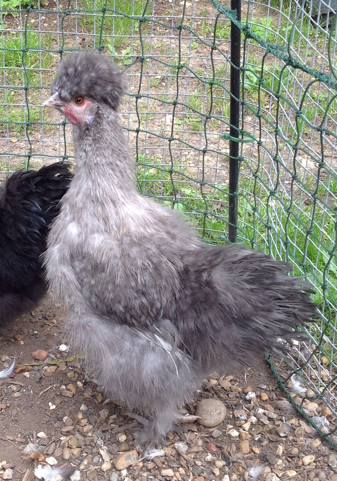 Silkie For Sale | Chickens | Breed Information | Omlet