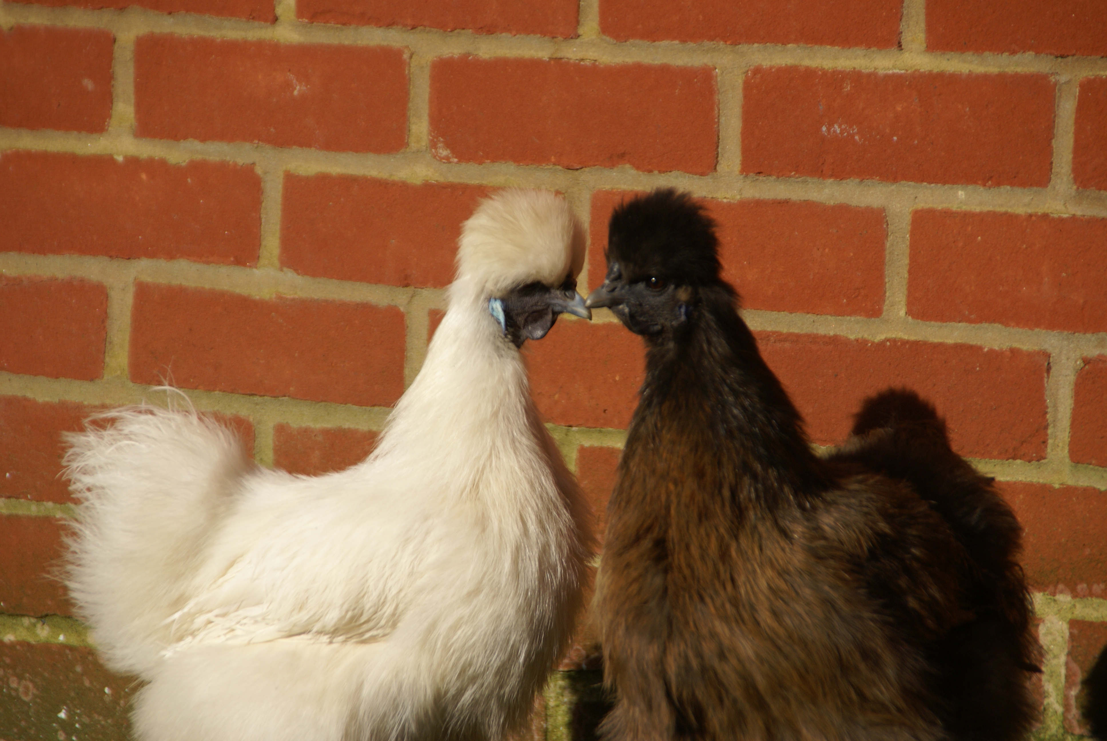 Silkie For Sale | Chickens | Breed Information | Omlet