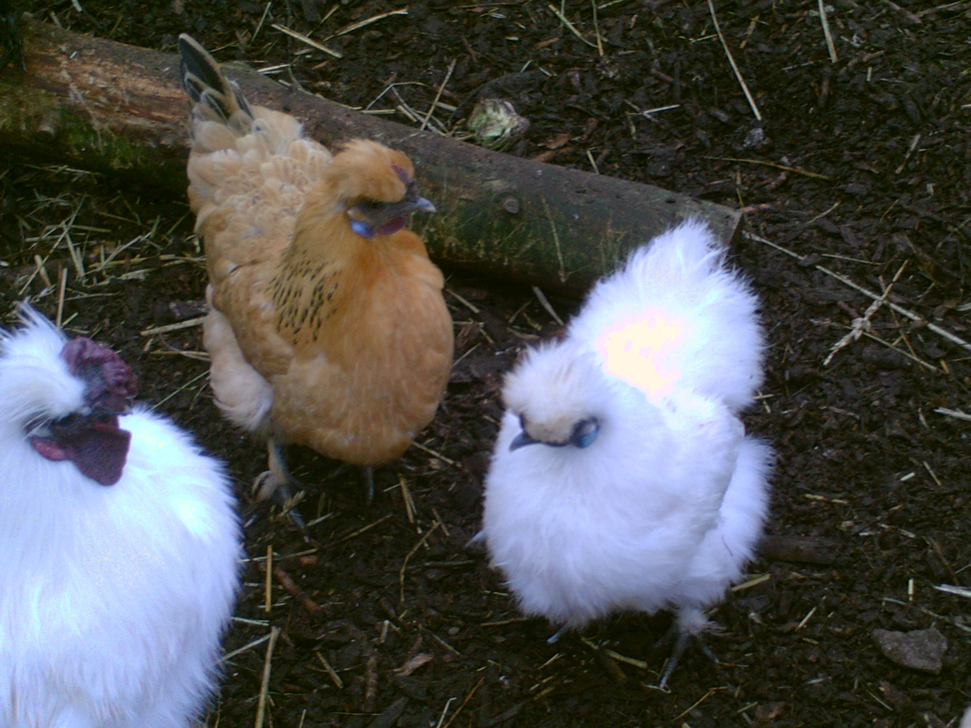 Silkie For Sale | Chickens | Breed Information | Omlet