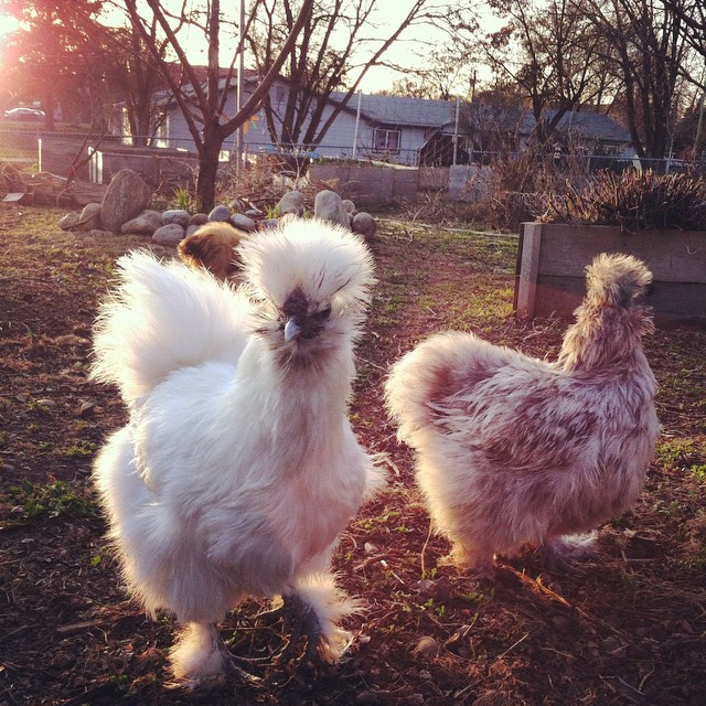 Silkie For Sale | Chickens | Breed Information | Omlet