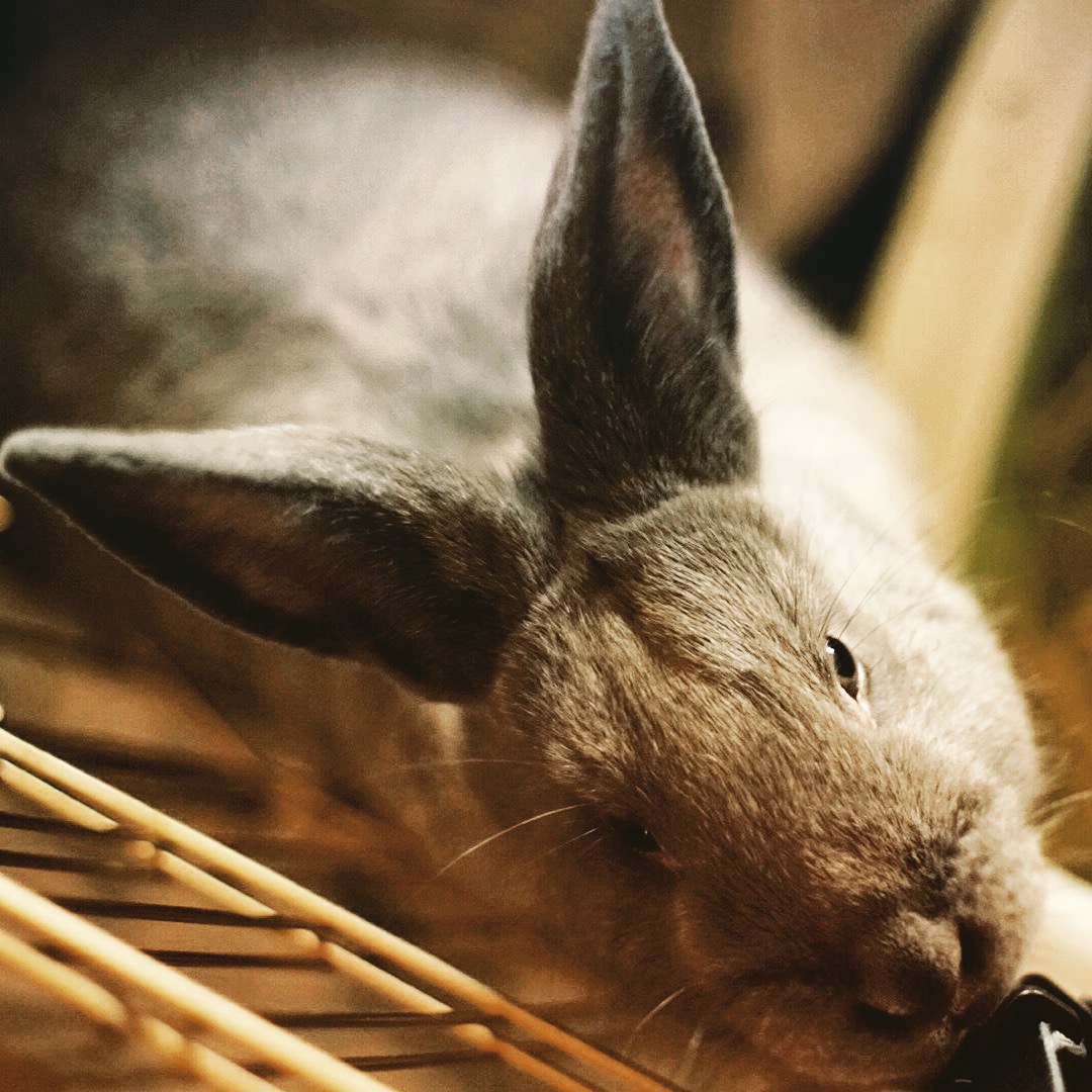 Silver Fox For Sale | Rabbits | Breed Information | Omlet