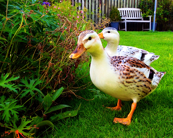 Silver Appleyard Miniature | Ducks | Breed Information | Omlet