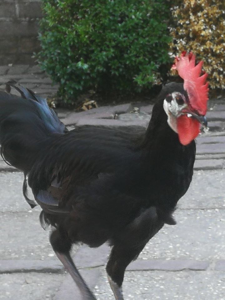 Spanish For Sale | Chickens | Breed Information | Omlet