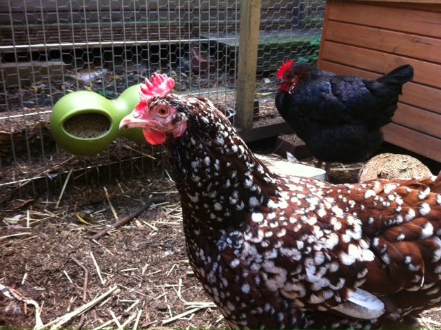 Speckledy For Sale | Chickens | Breed Information | Omlet