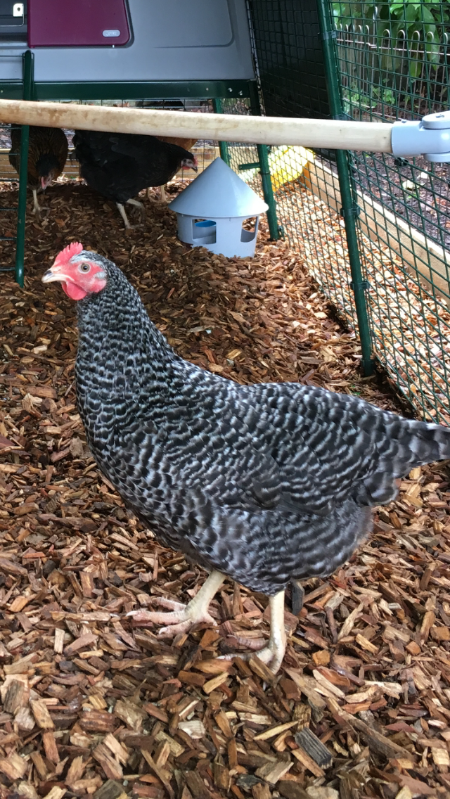 Speckledy For Sale | Chickens | Breed Information | Omlet