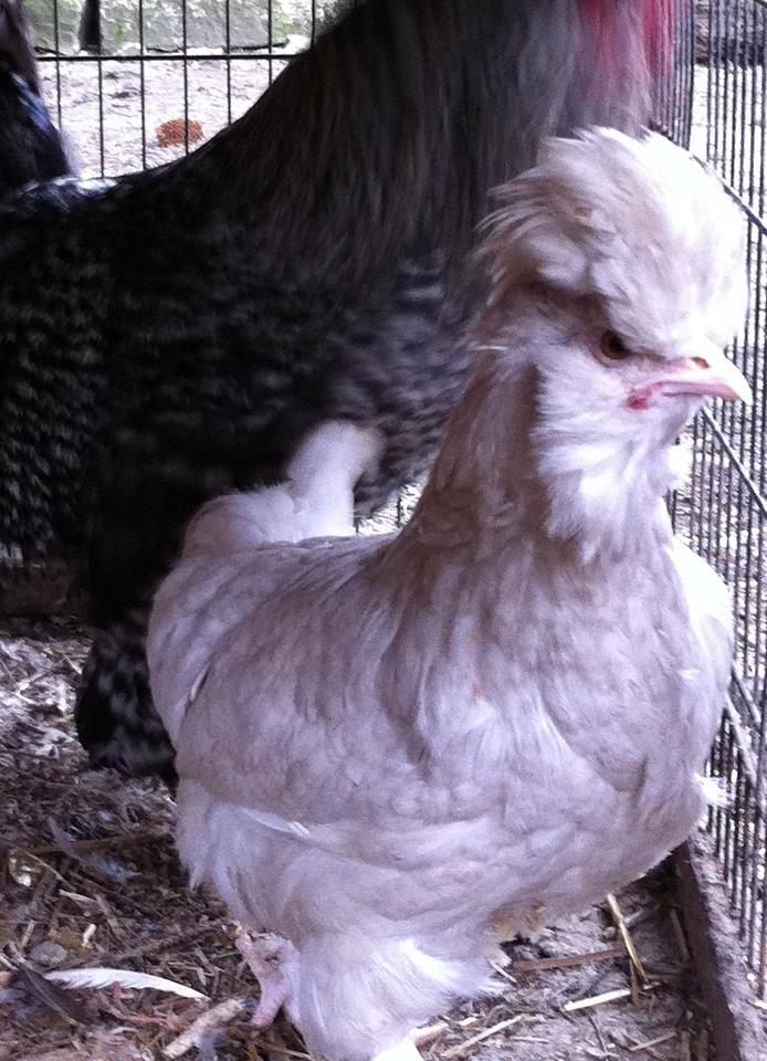 Sultan For Sale | Chickens | Breed Information | Omlet