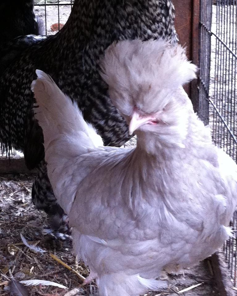 Sultan For Sale | Chickens | Breed Information | Omlet