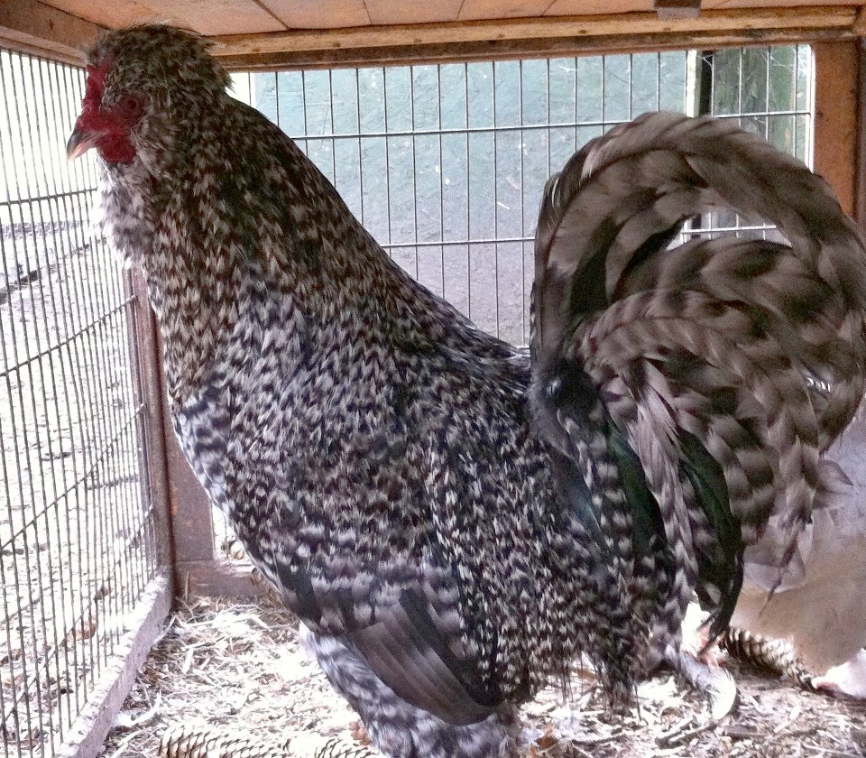 Sultan For Sale | Chickens | Breed Information | Omlet