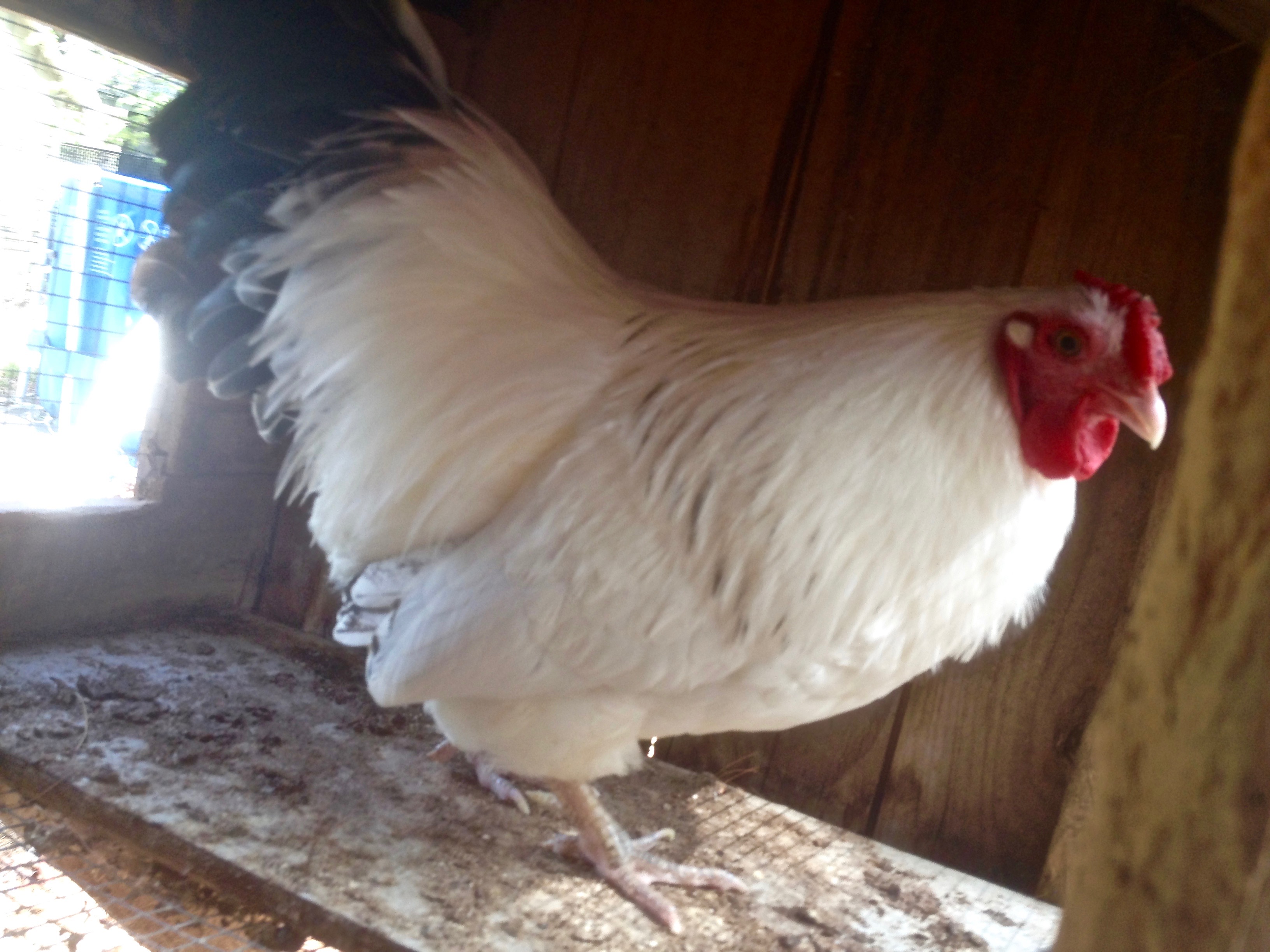 Sussex Bantam For Sale | Chickens | Breed Information | Omlet