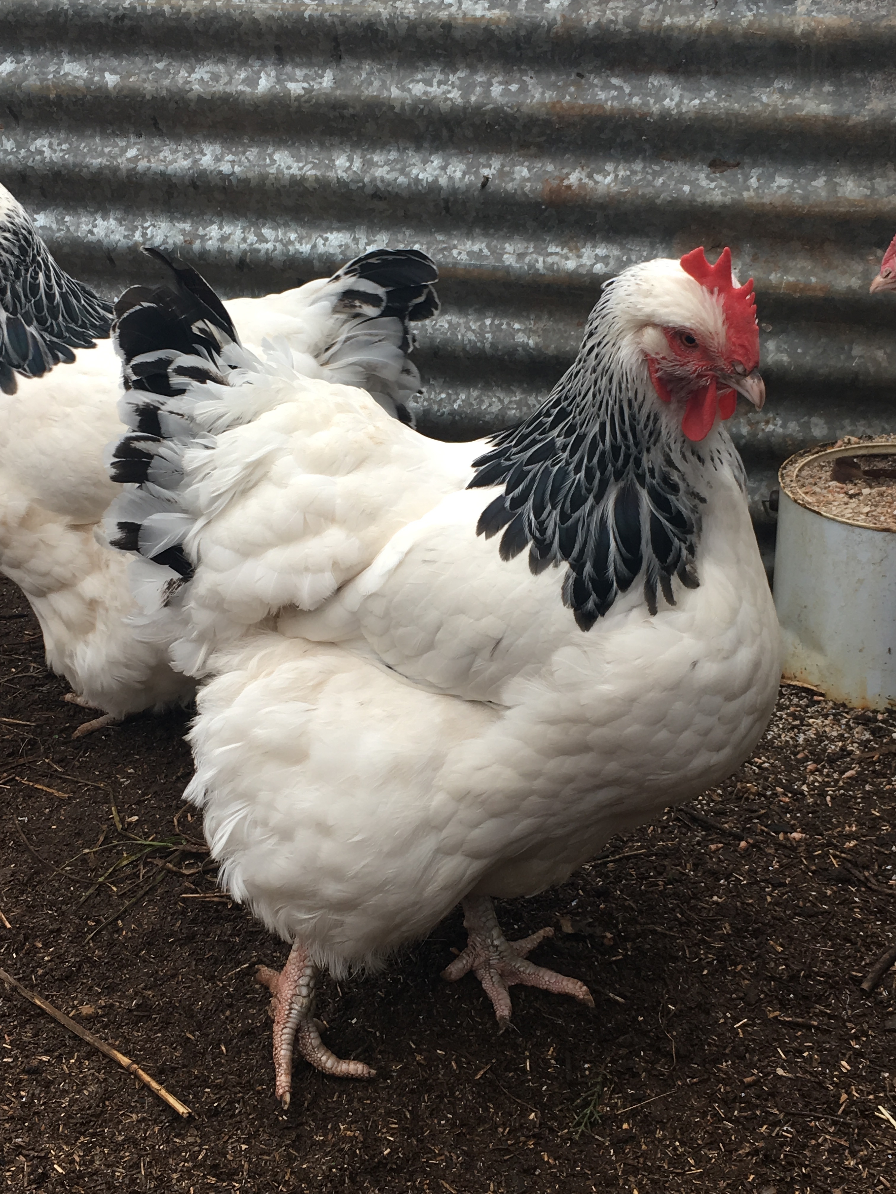 Sussex For Sale | Chickens | Breed Information | Omlet