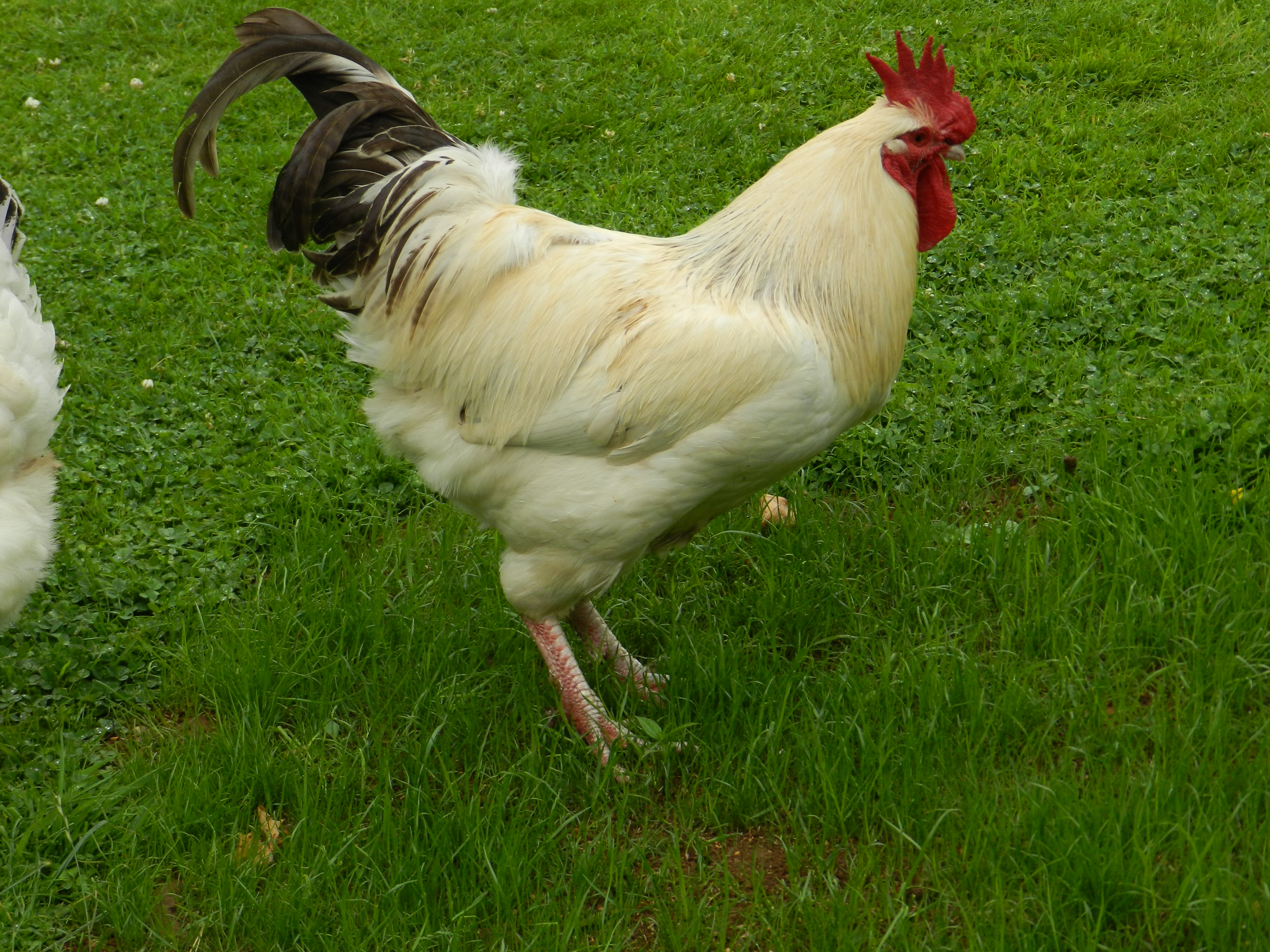 Sussex For Sale | Chickens | Breed Information | Omlet