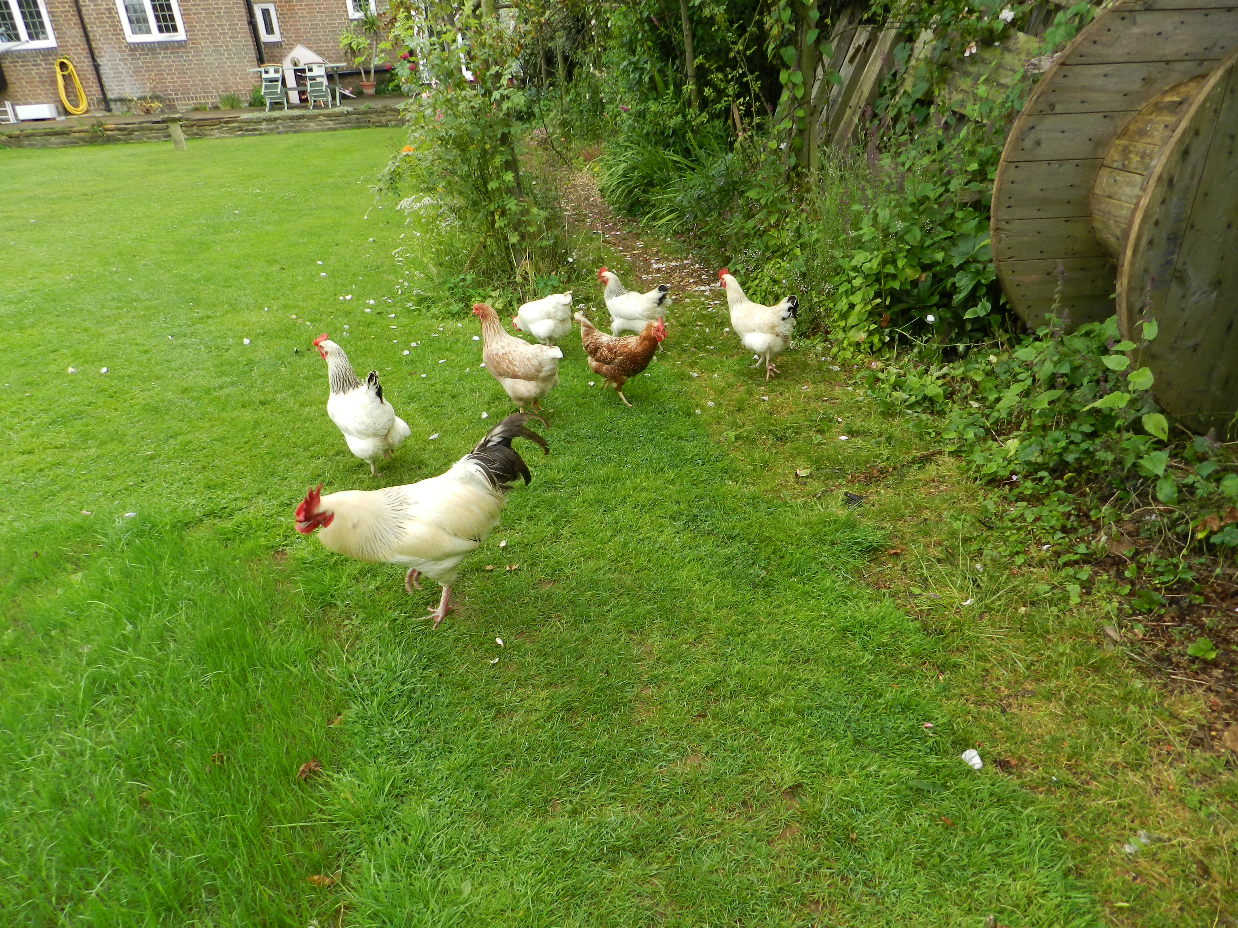 Sussex For Sale | Chickens | Breed Information | Omlet