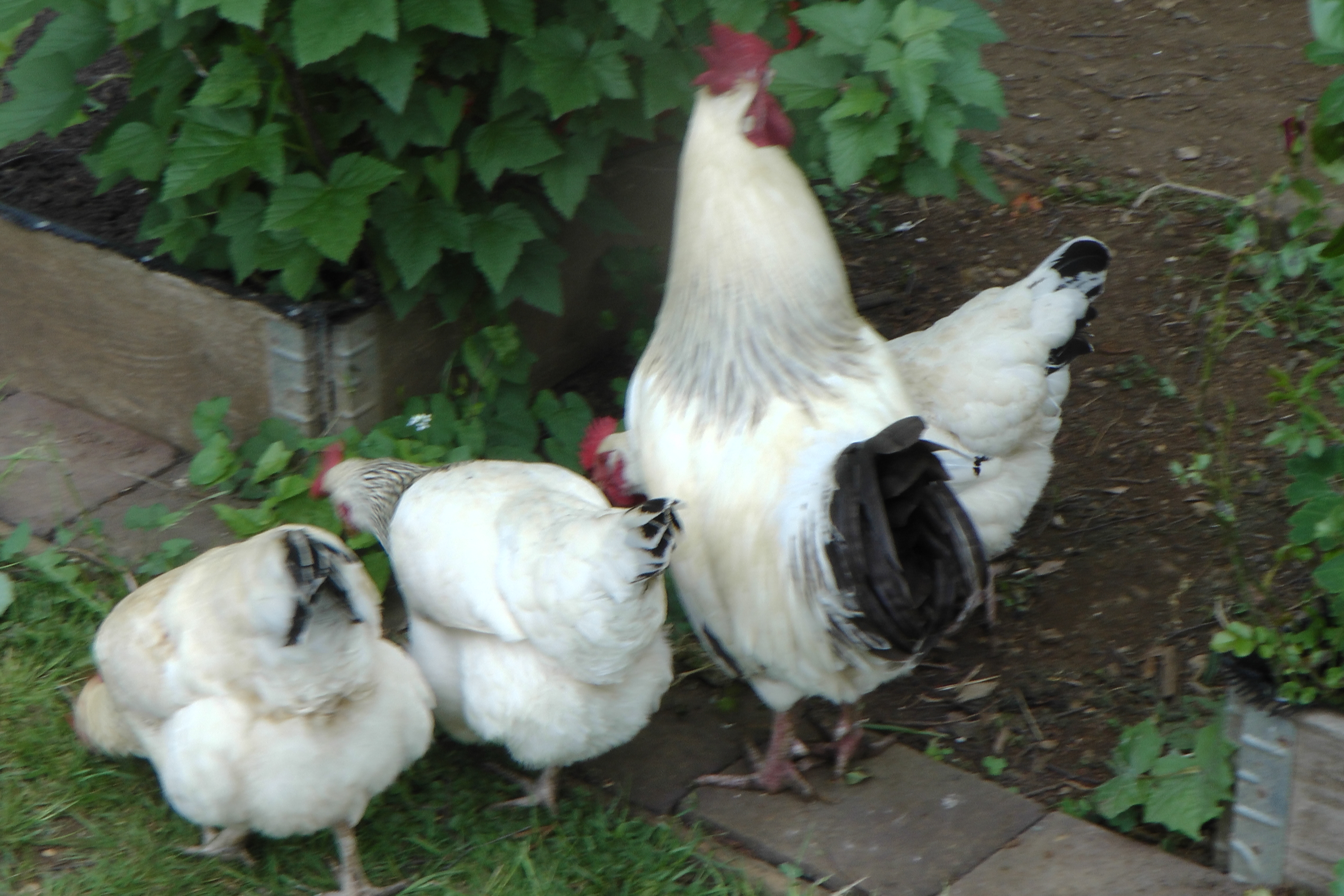 Sussex For Sale | Chickens | Breed Information | Omlet