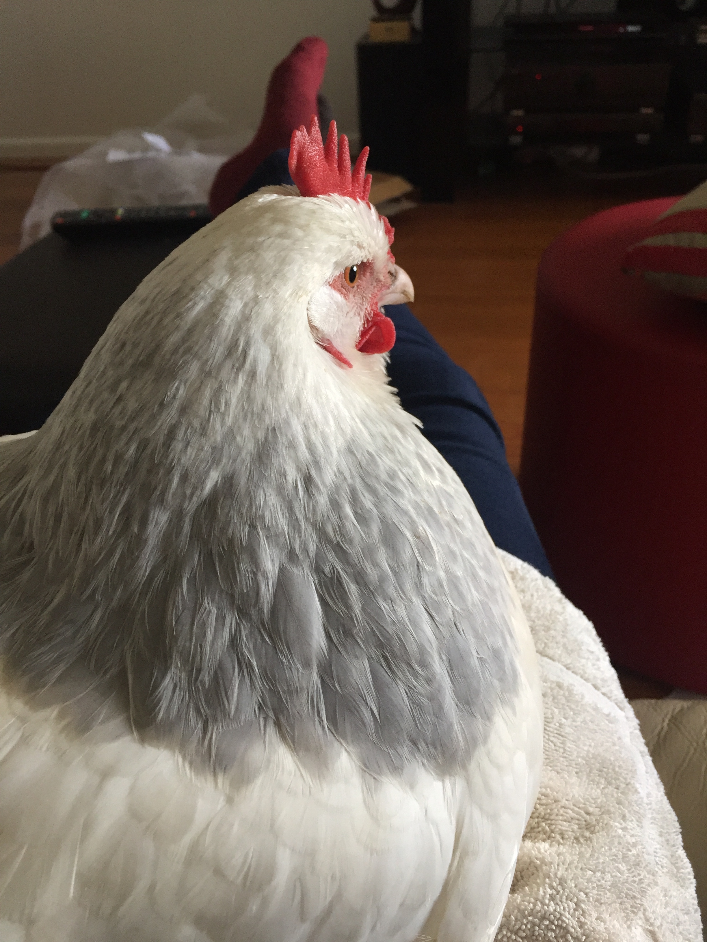Sussex For Sale | Chickens | Breed Information | Omlet