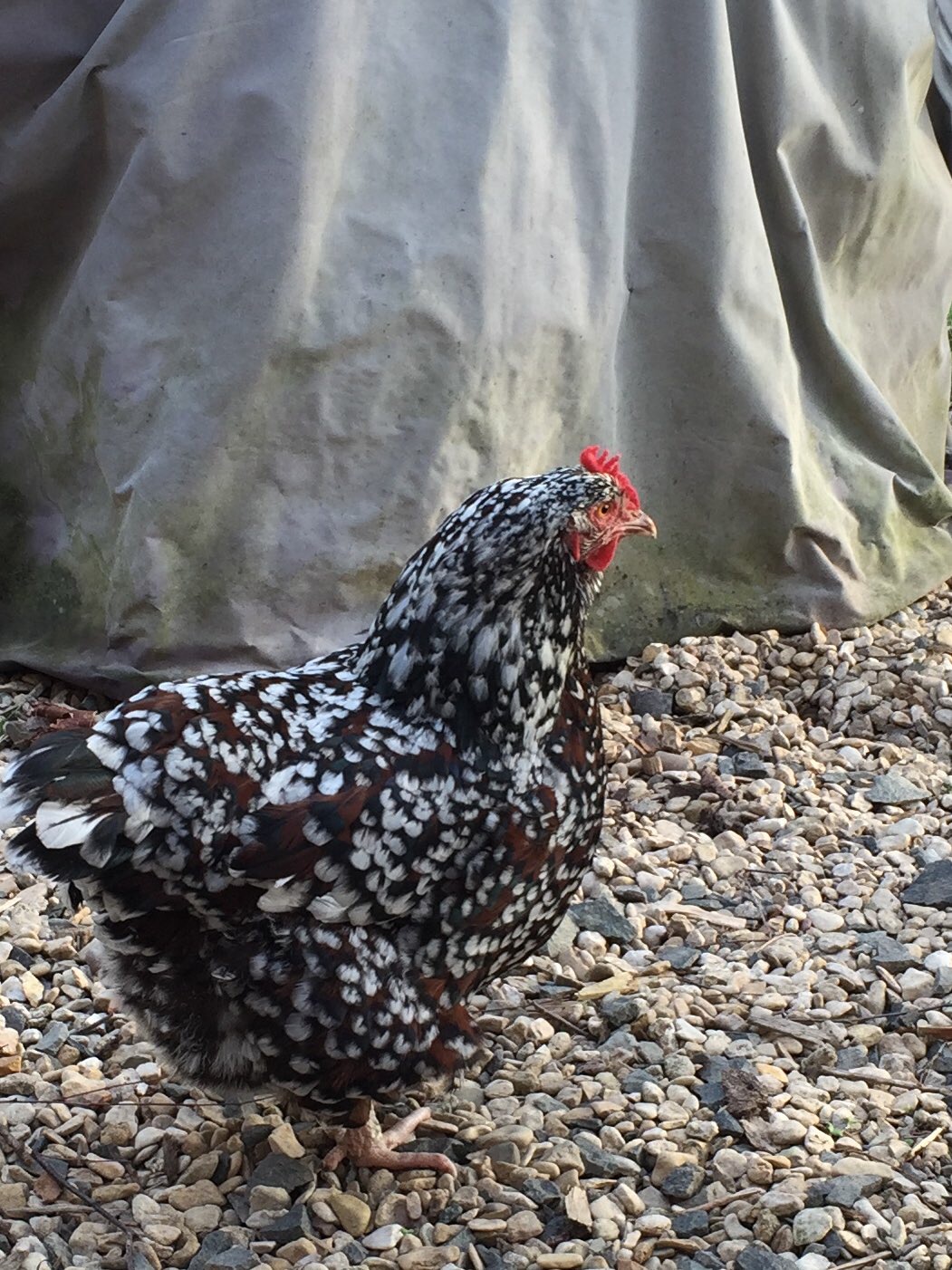 Sussex For Sale | Chickens | Breed Information | Omlet