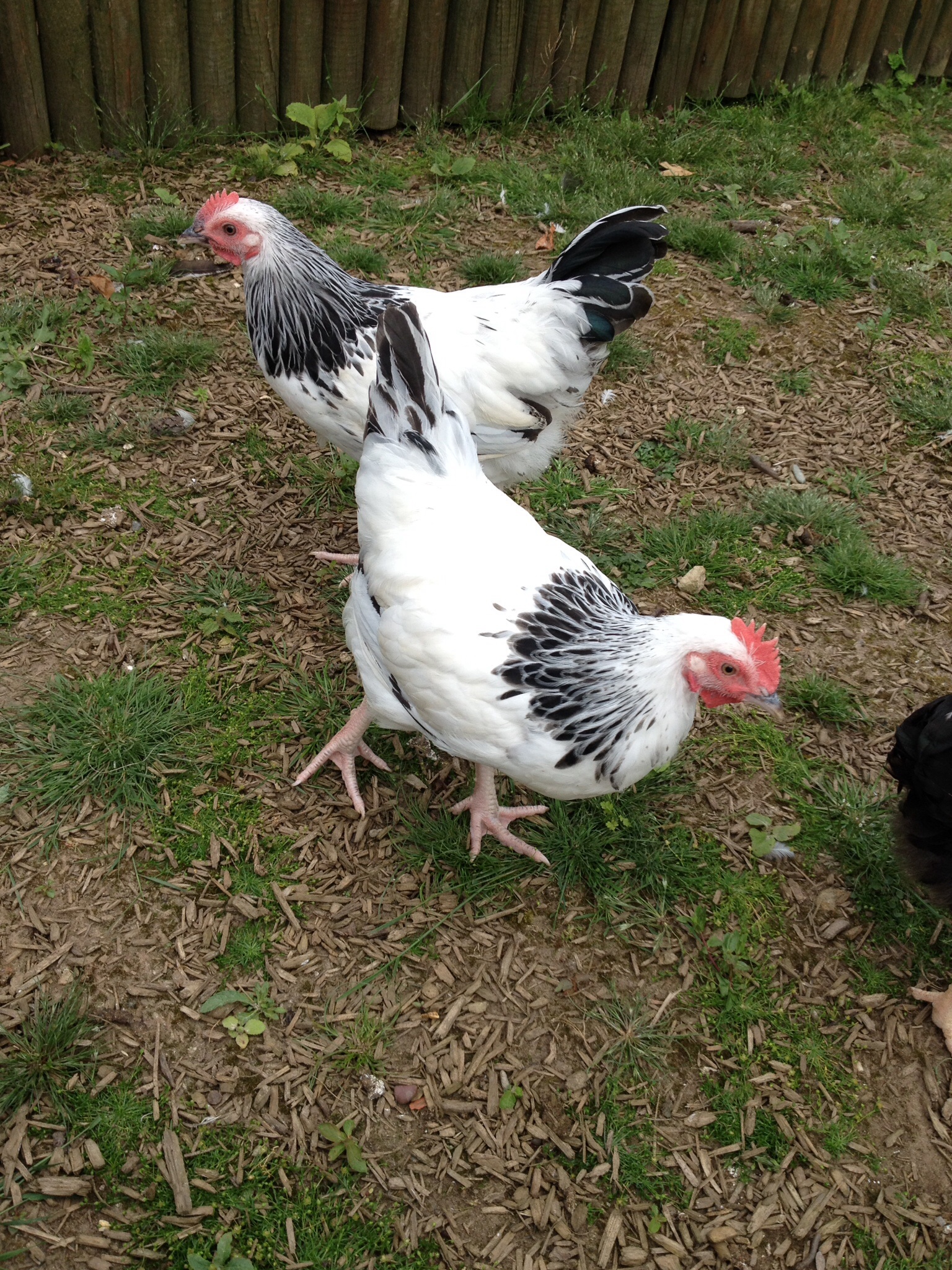 Sussex For Sale | Chickens | Breed Information | Omlet