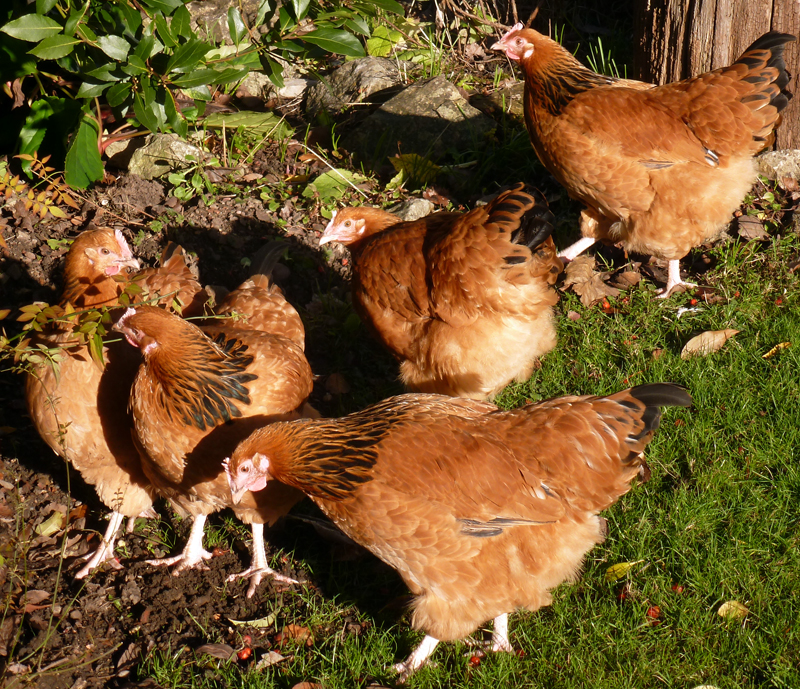 Sussex For Sale | Chickens | Breed Information | Omlet