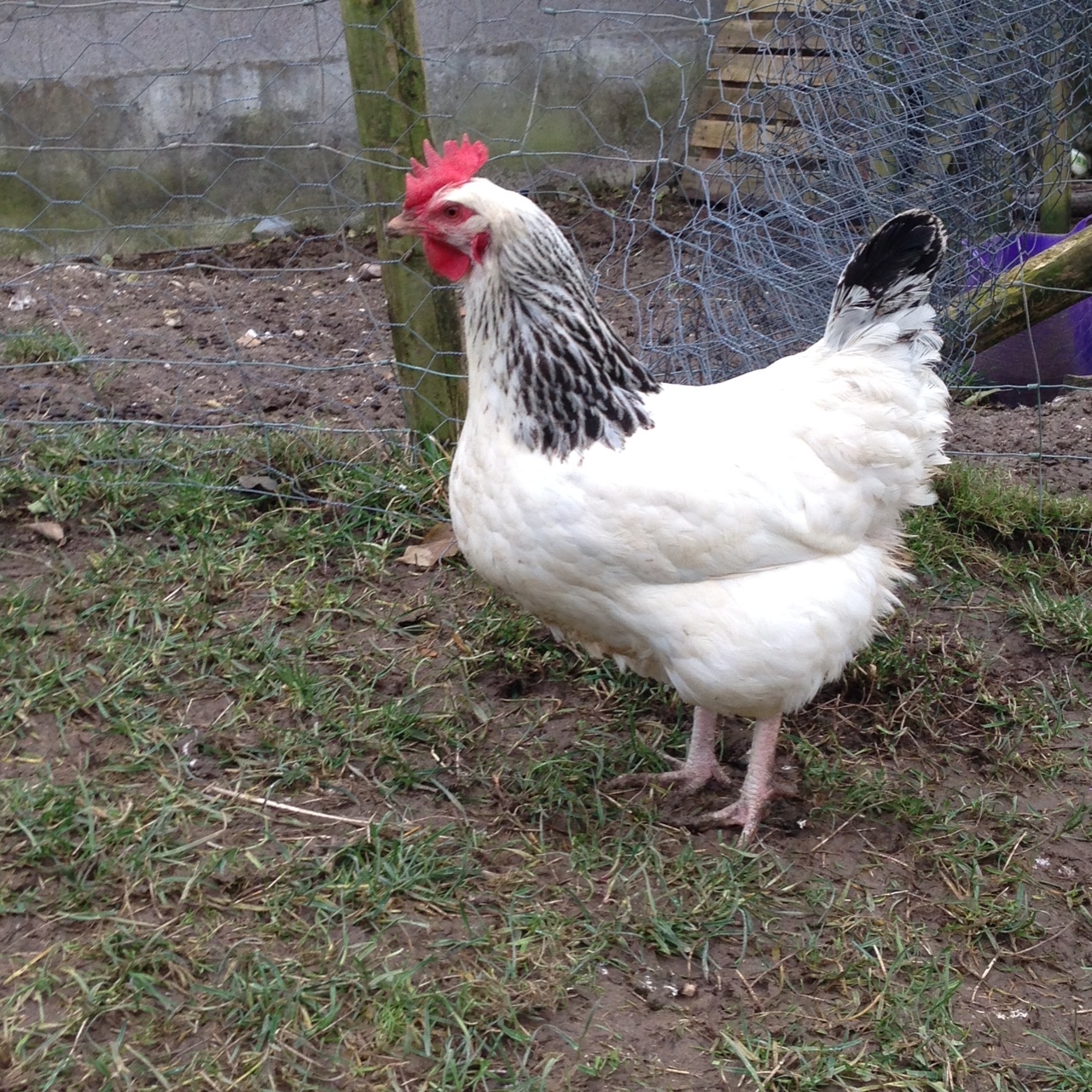 Sussex For Sale | Chickens | Breed Information | Omlet