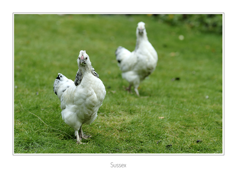 Sussex For Sale | Chickens | Breed Information | Omlet