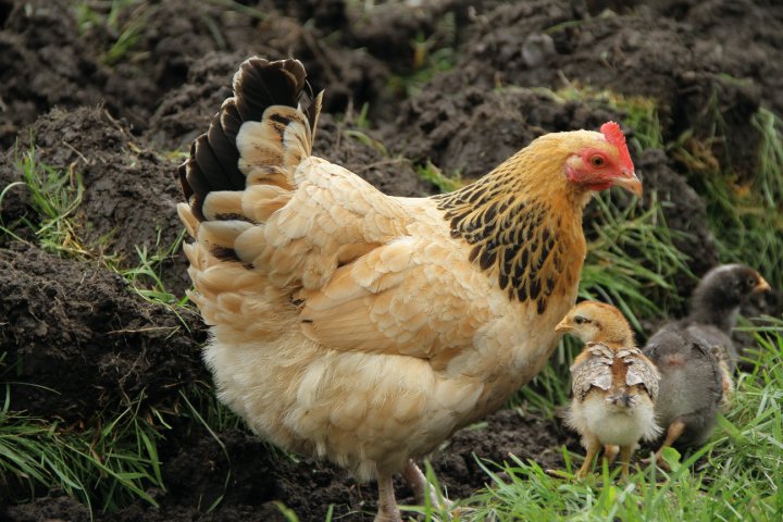 Sussex For Sale | Chickens | Breed Information | Omlet