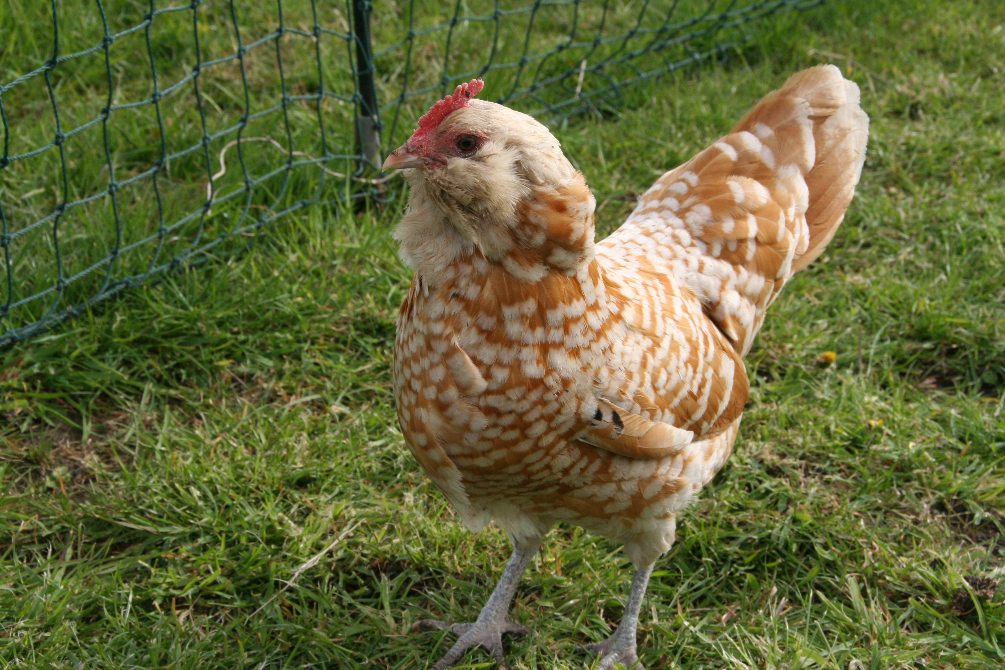 Thüringian For Sale | Chickens | Breed Information | Omlet