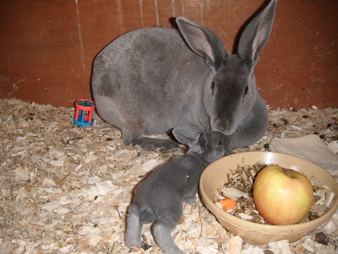 Chinchilla Rex For Sale | Rabbits | Breed Information | Omlet