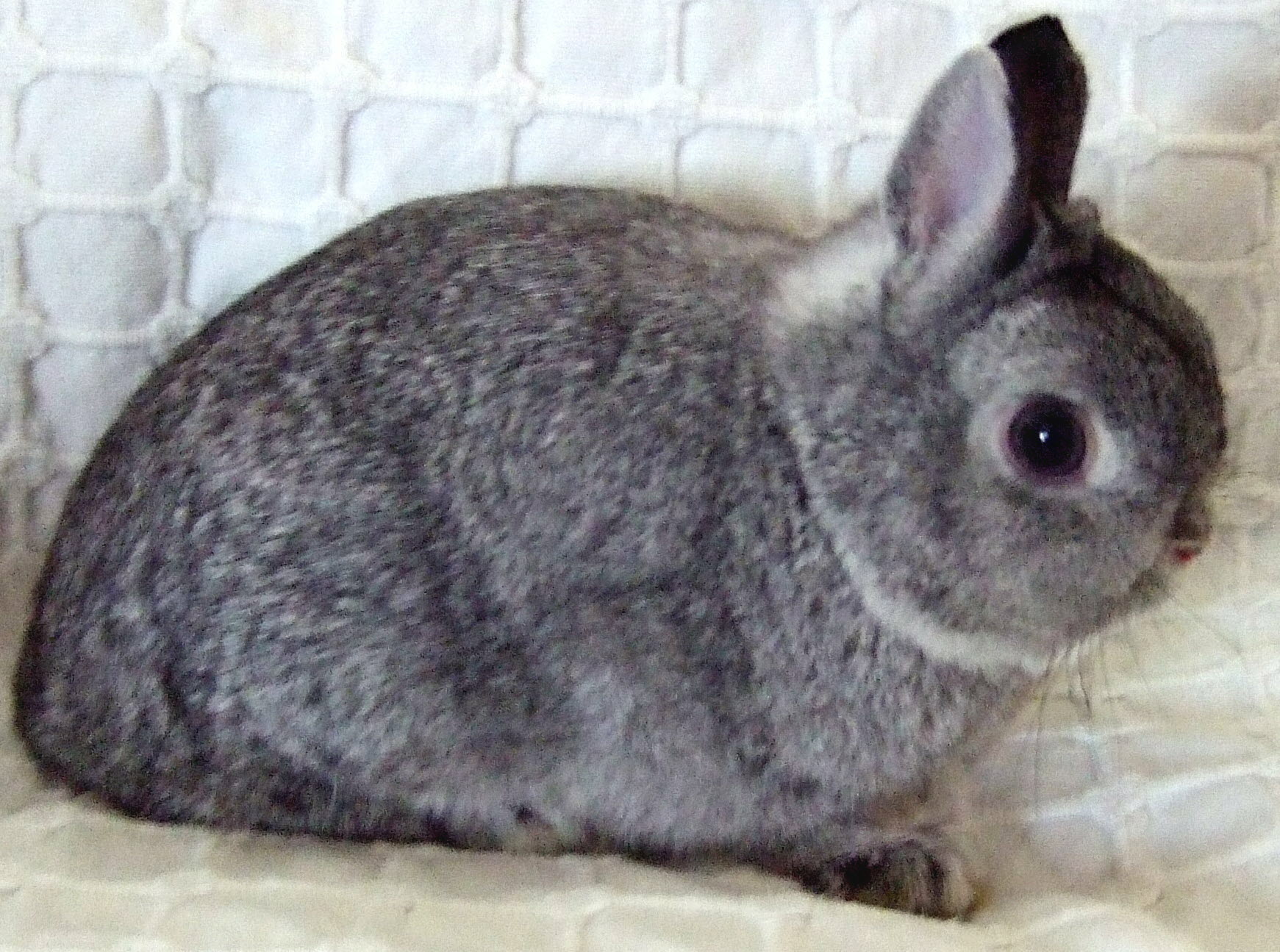 Netherlands Dwarf (Coloured) For Sale | Rabbits | Breed Information | Omlet