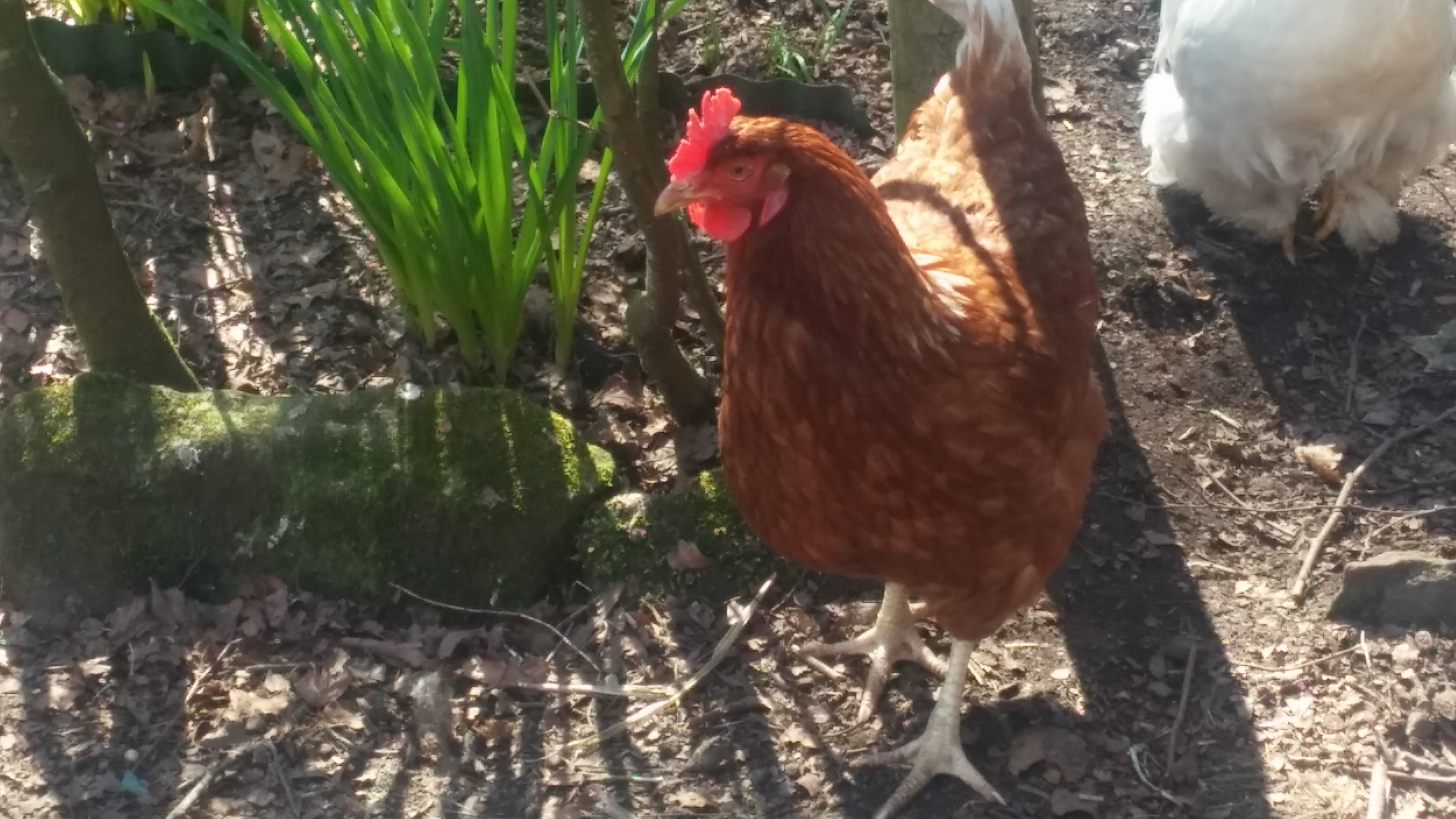 Vorwerk For Sale | Chickens | Breed Information | Omlet