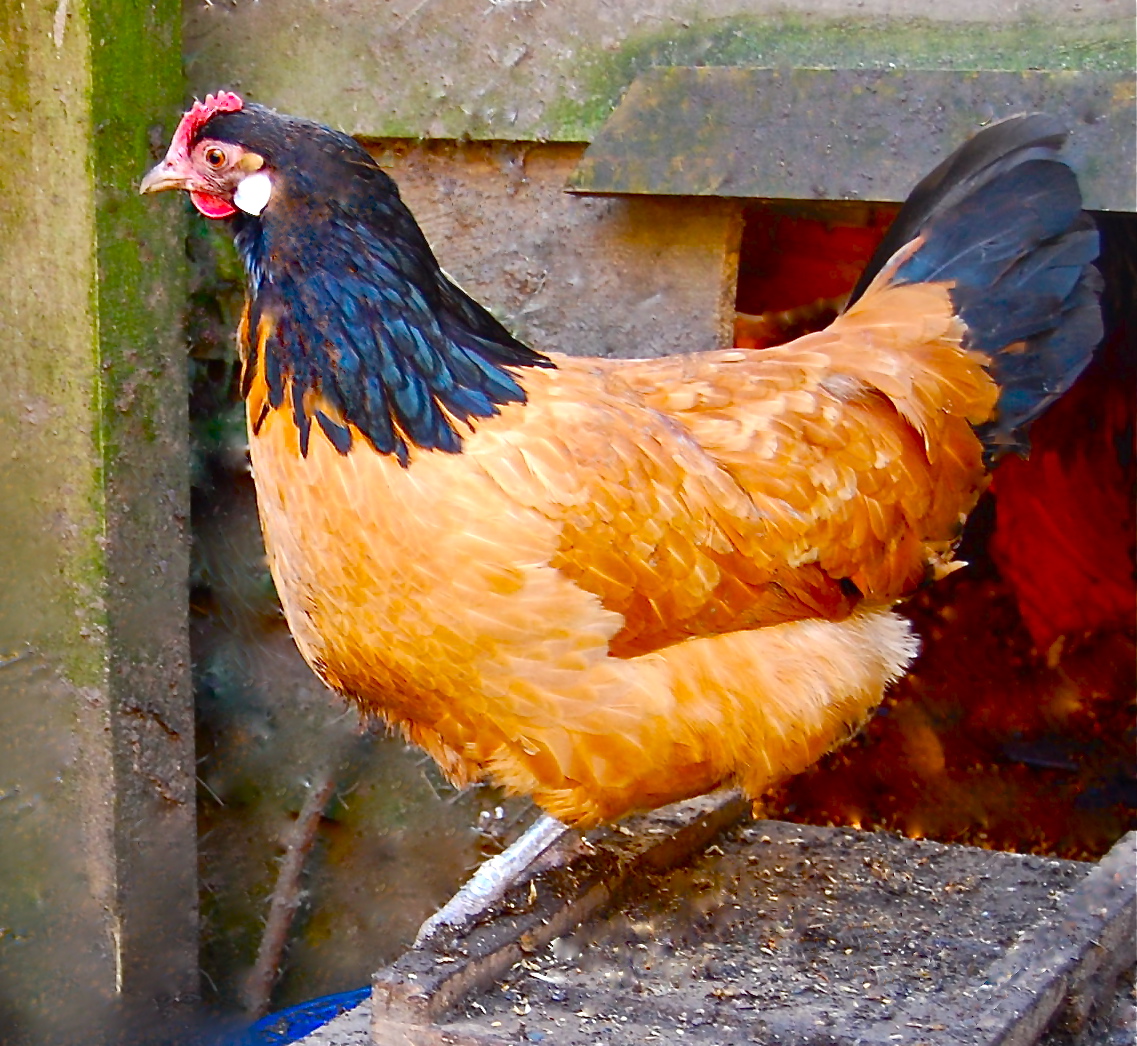 Vorwerk For Sale | Chickens | Breed Information | Omlet